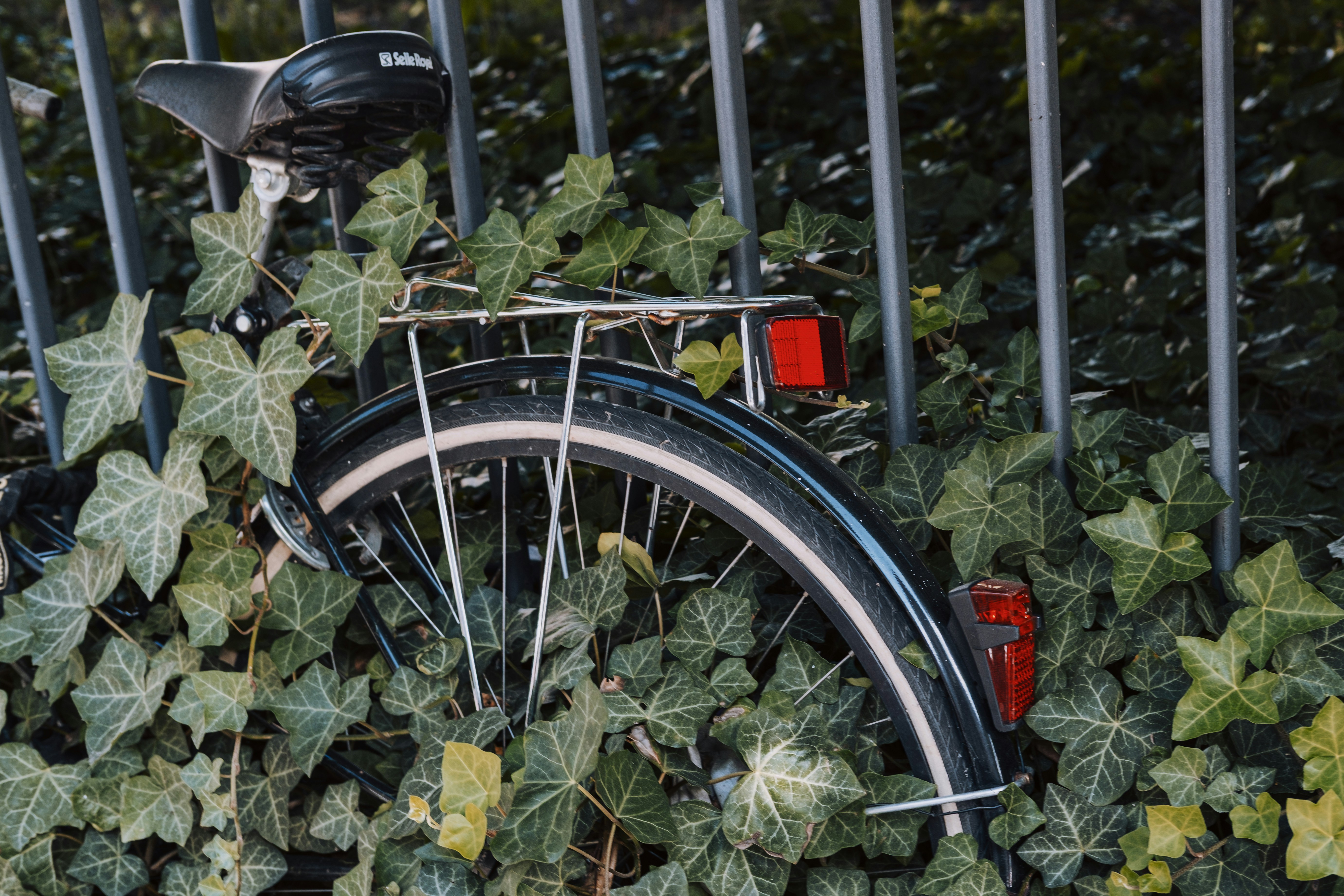 Nature's Embrace: The Hidden Bicycle