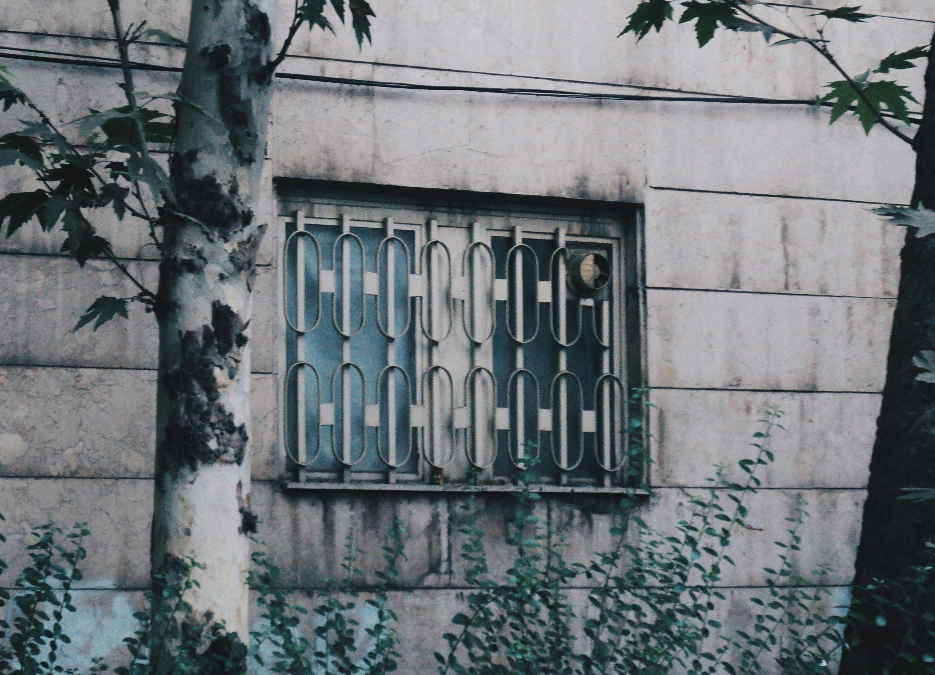 A weathered window adorned with decorative bars, surrounded by overgrown foliage, hints at stories untold in a quiet urban setting.