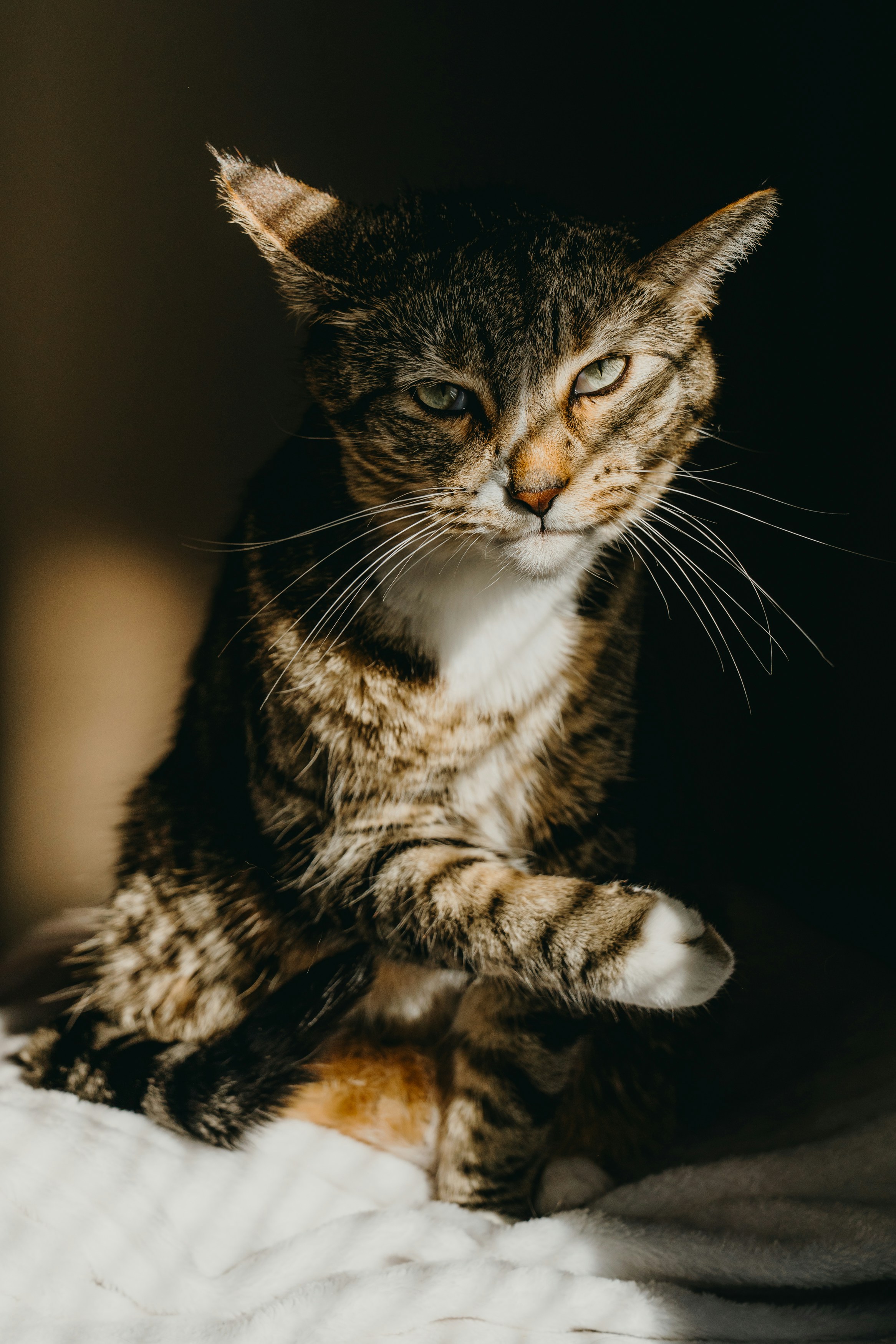A tabby cat sits with one paw raised. photo – Free Cat Image on Unsplash