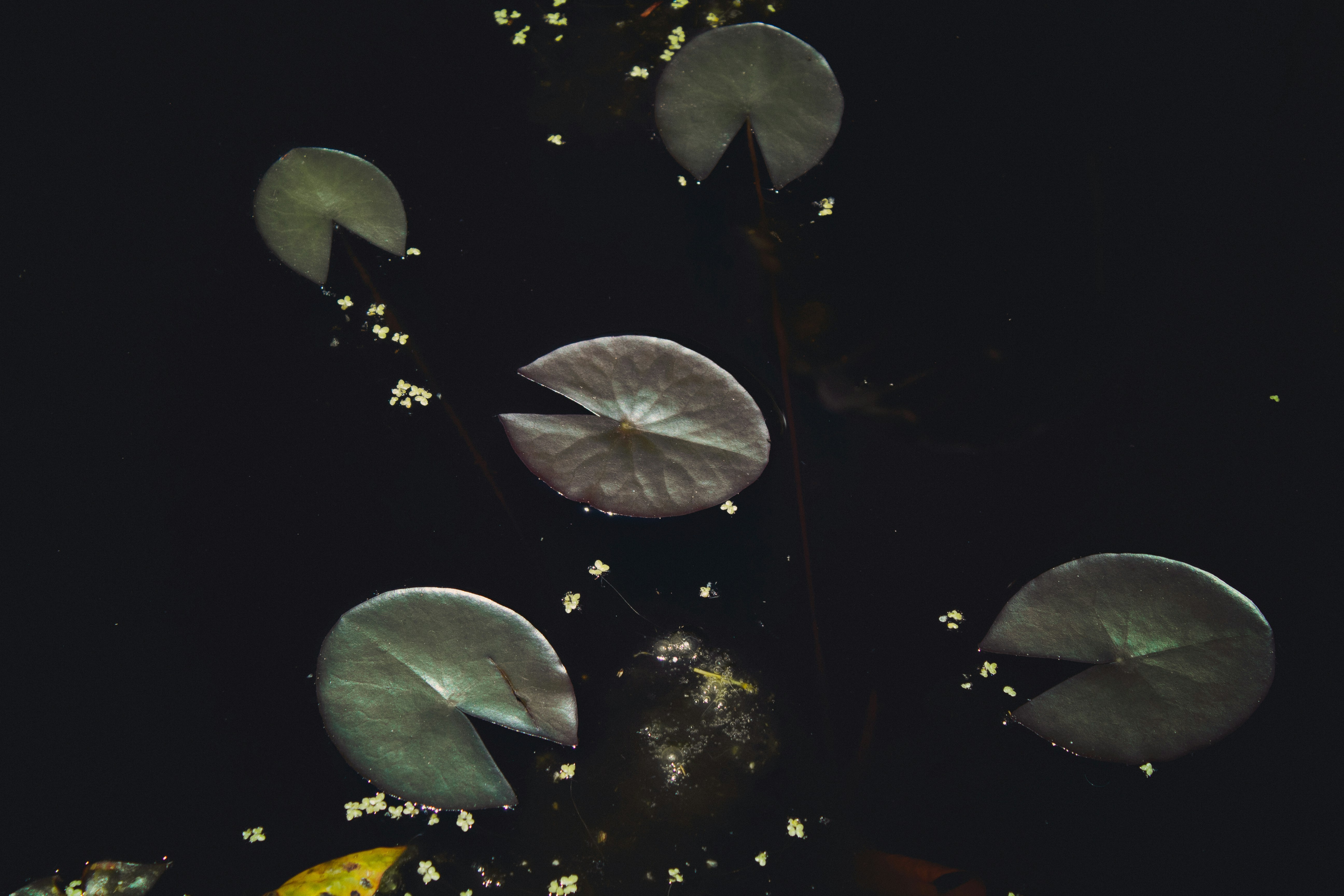 Whispers of Tranquility: The Silent Dance of Lily Pads