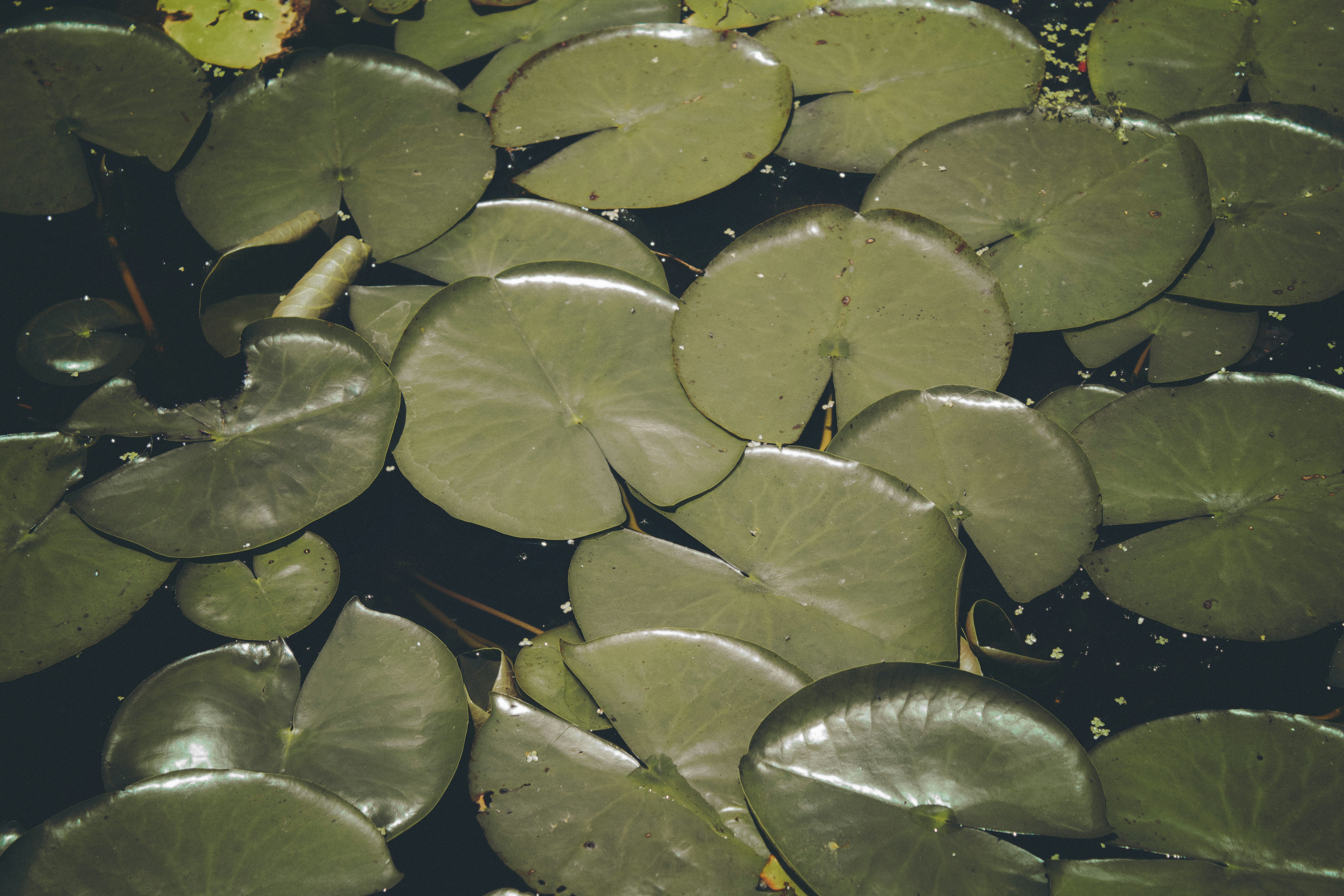 Close-up of dense lily pads covering the surface of a pond. | Lily pads floating on dark water surface