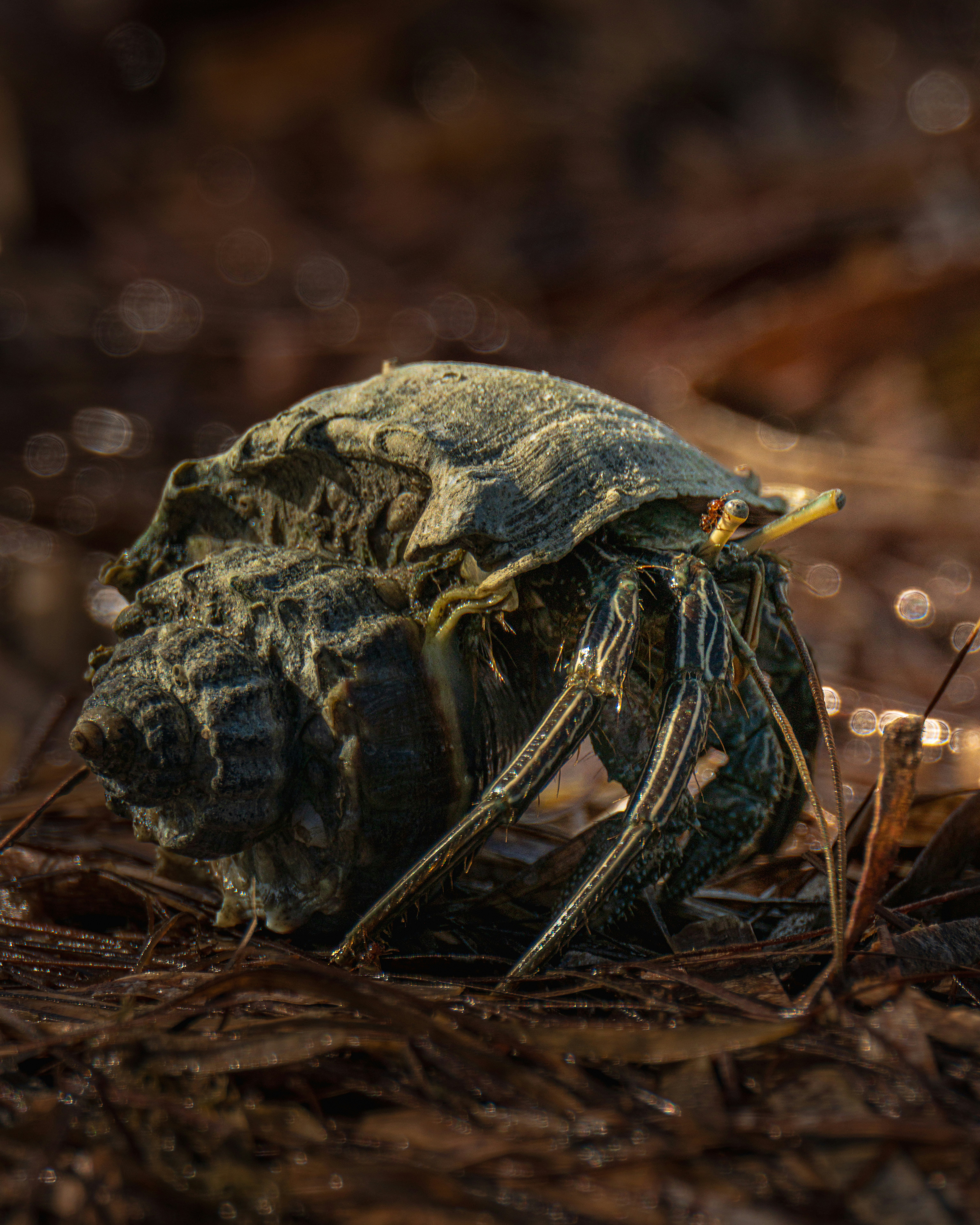 Nature's Unlikely Nomad: The Hermit Crab's Journey