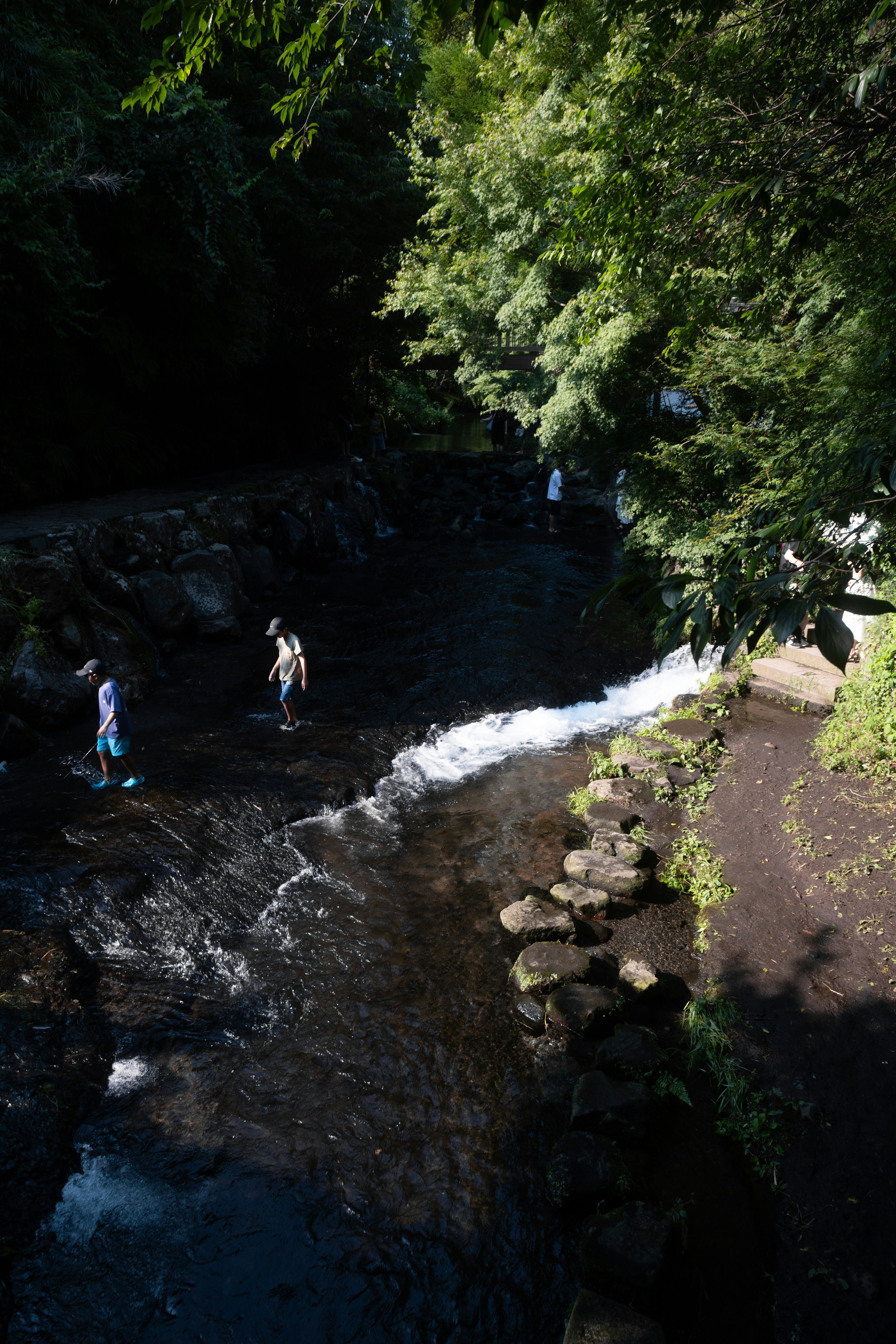 Serene Stroll Along the Stream
