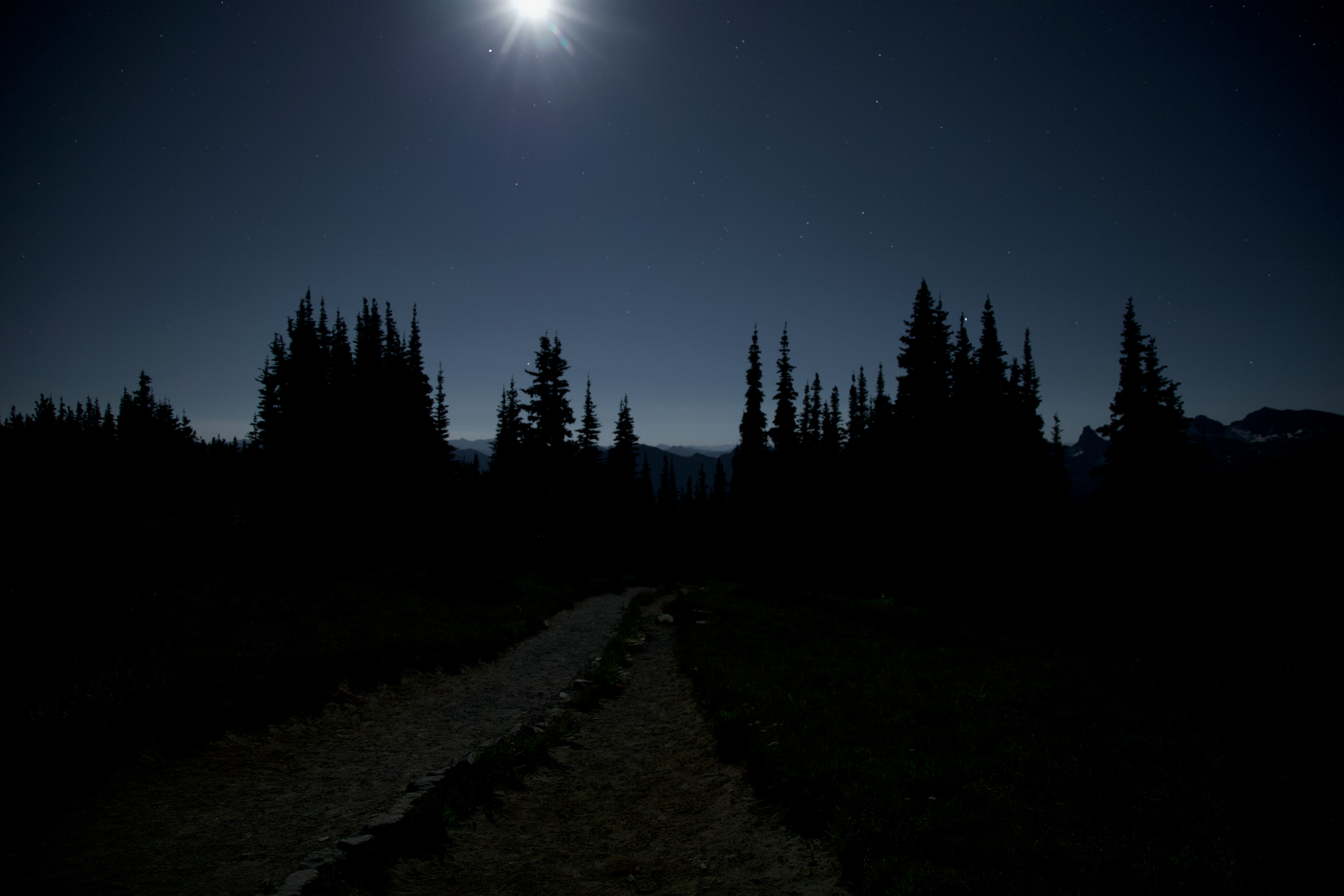 A winding trail illuminated by a bright moon, surrounded by towering pine trees under a starlit sky.