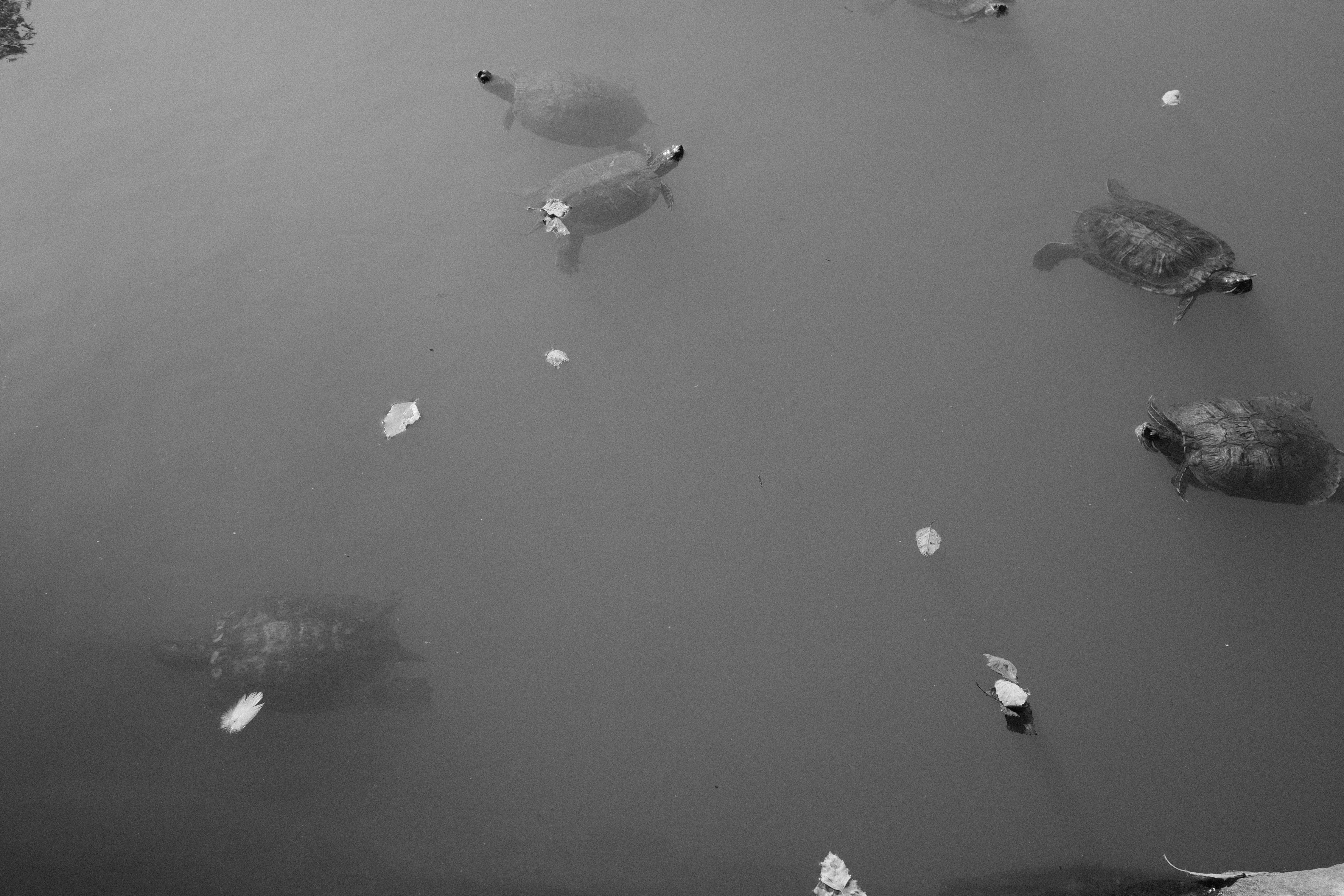 Several turtles swim in murky water