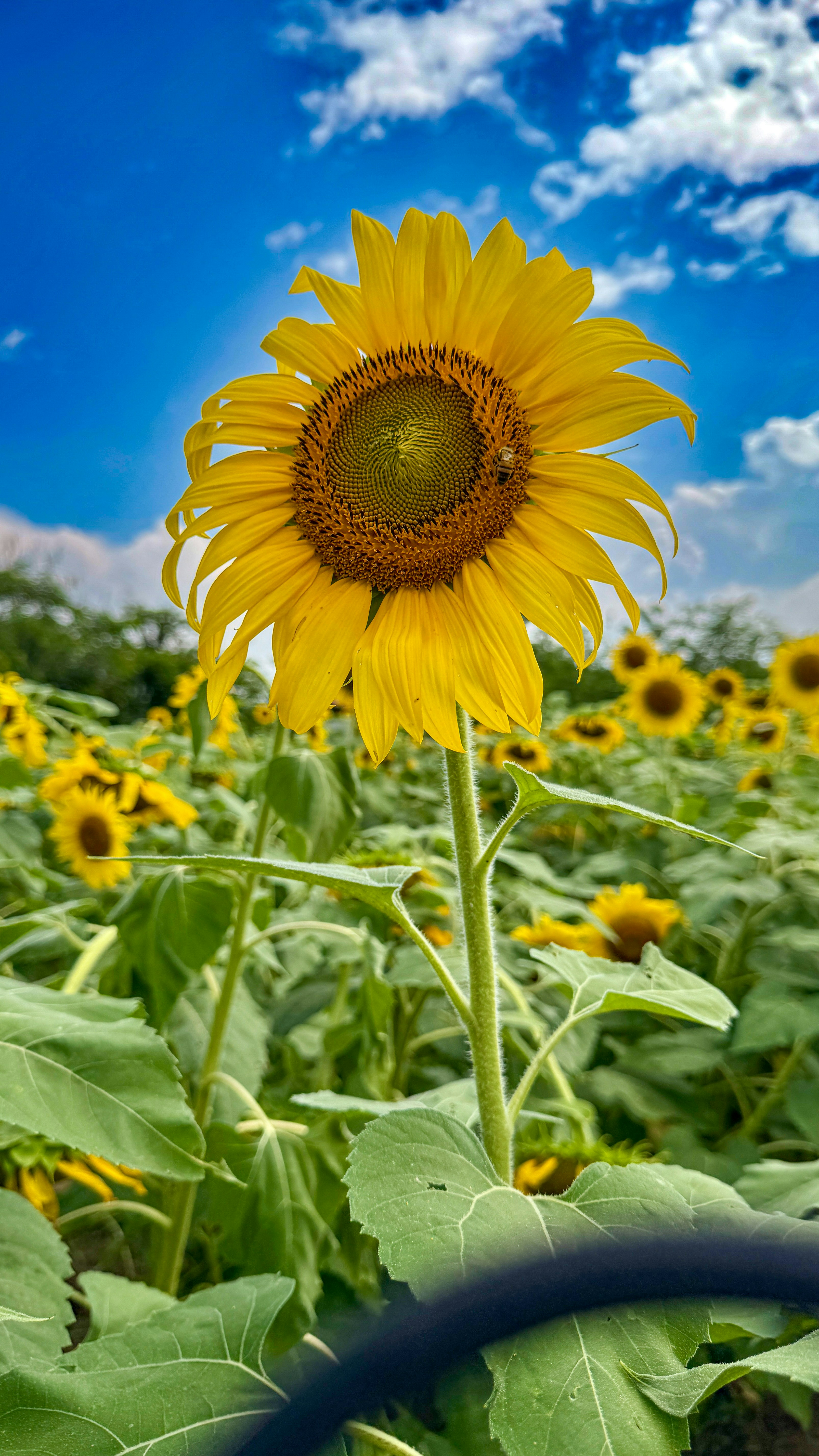 Sunflower Crown Against a Blue Sky: A Bold Bloom in a Sea of Gold