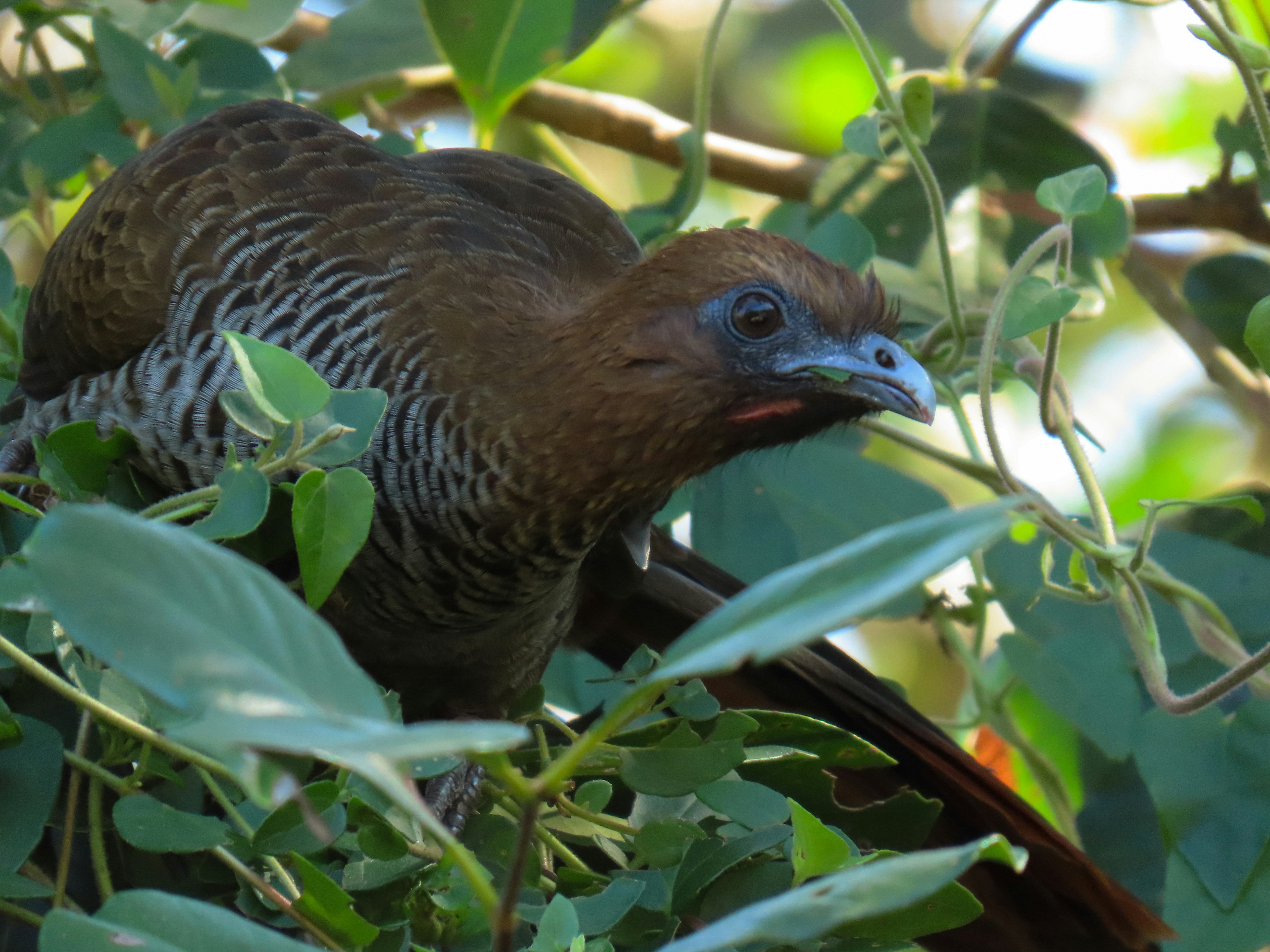 Aracuã-escamoso/Scaled Chachalaca (Ortalis squamata) | A brown bird with patterned feathers in green foliage