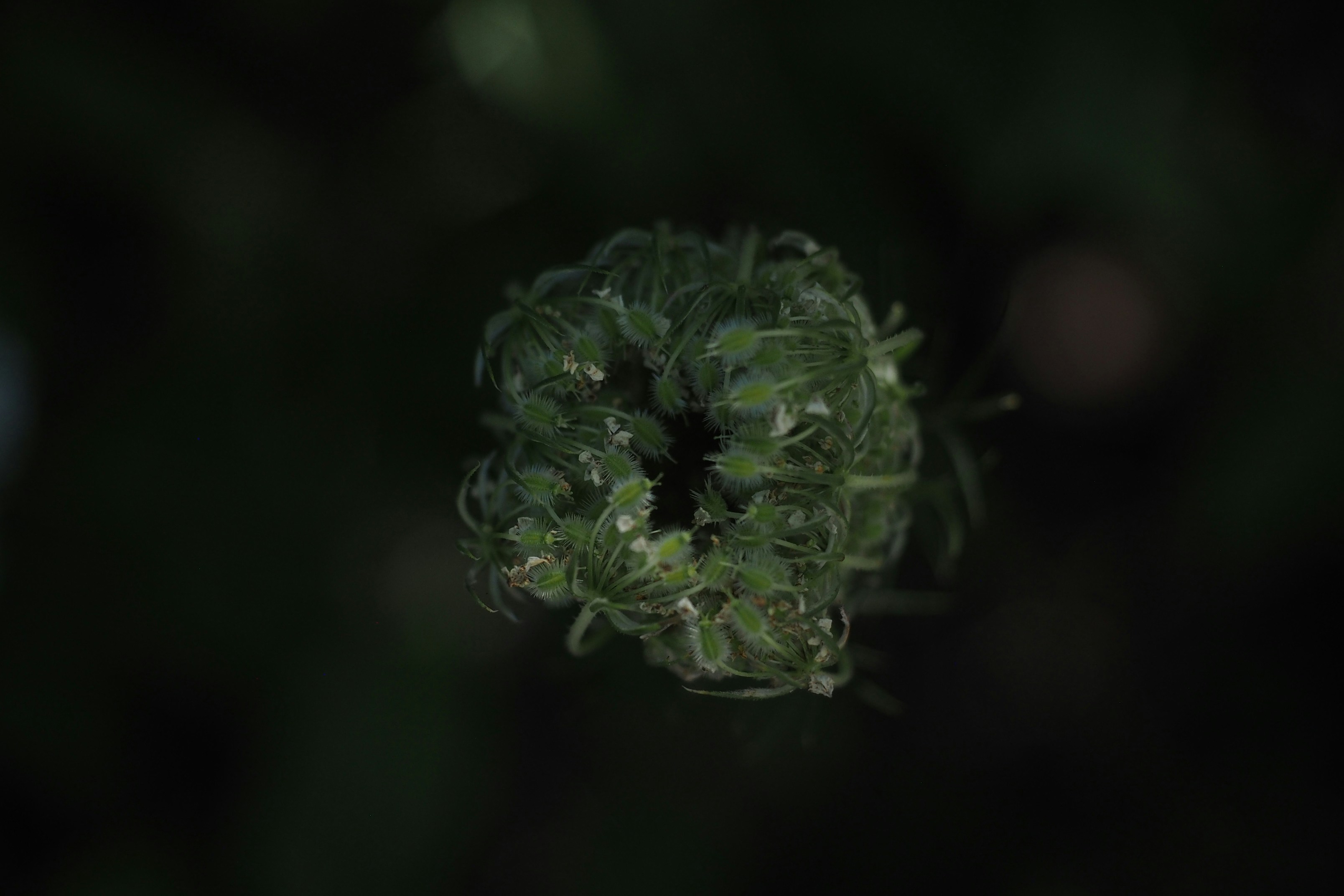 Close-up of a tightly coiled plant bud surrounded by lush greenery. The intricate details of the bud showcase nature's artistry.