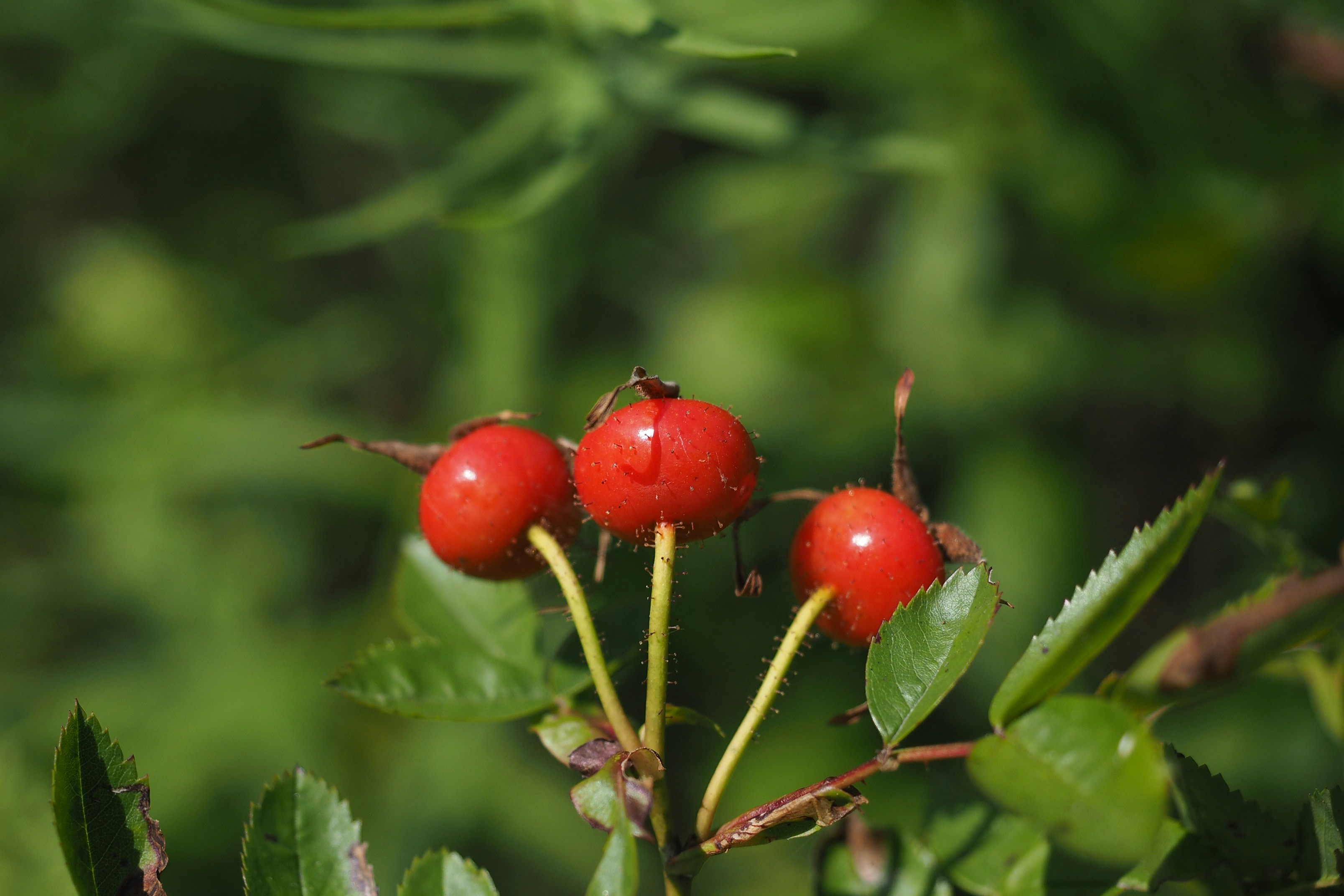 Three bright red berries on a stem.