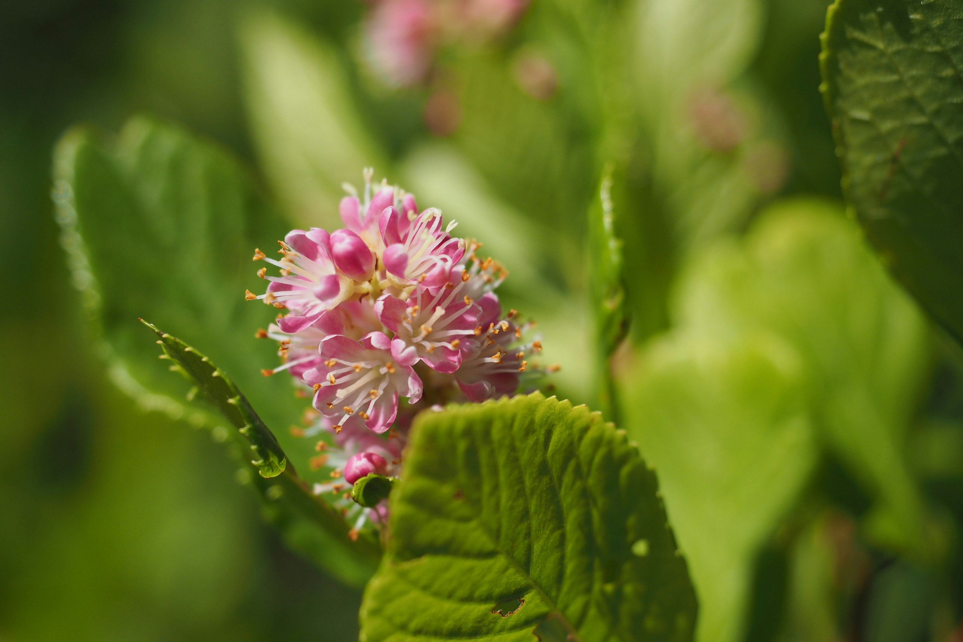 Close-up of a delicate pink flower with green leaves