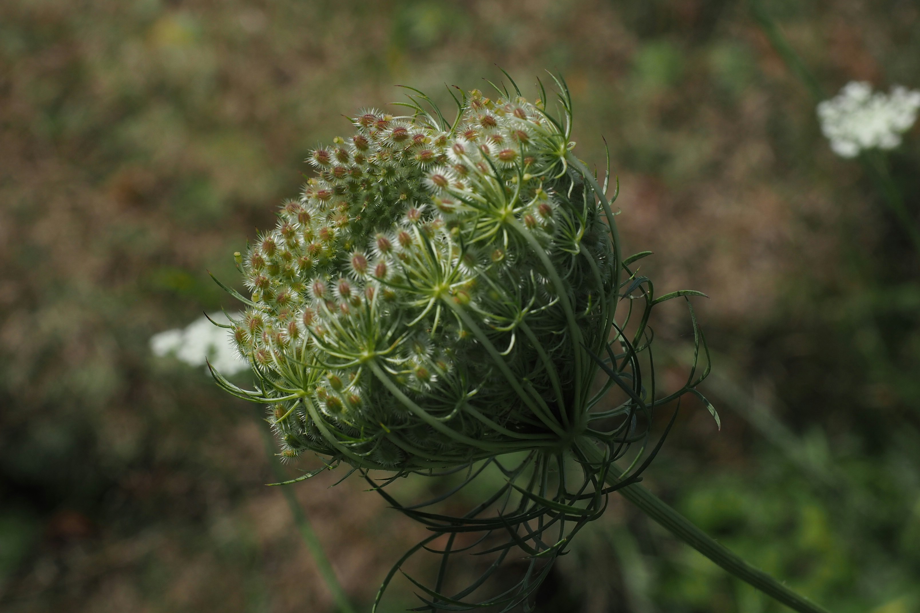 Close-up of a queen anne's lace flower bud