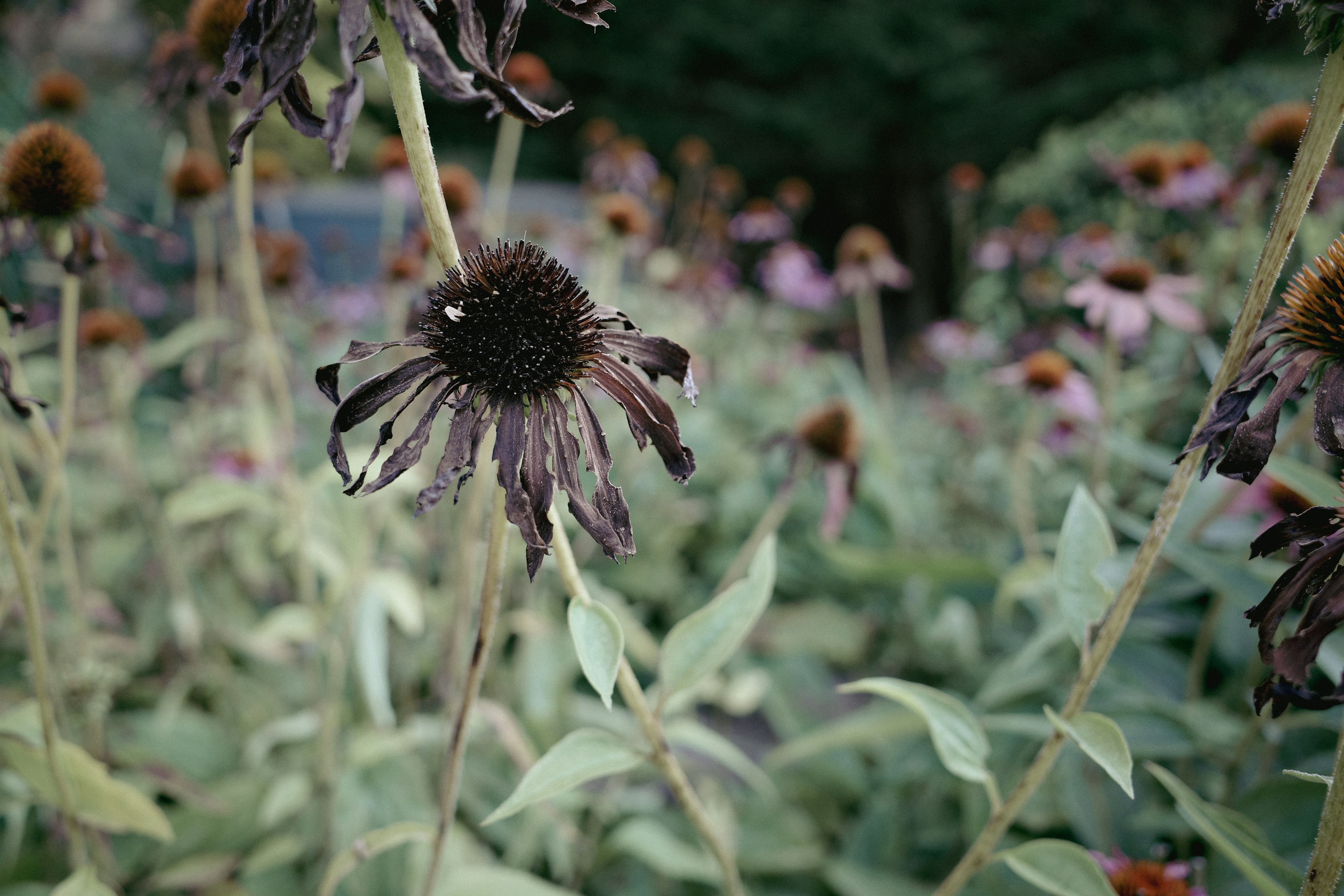 Whispers of the Withered: A Floral Reflection