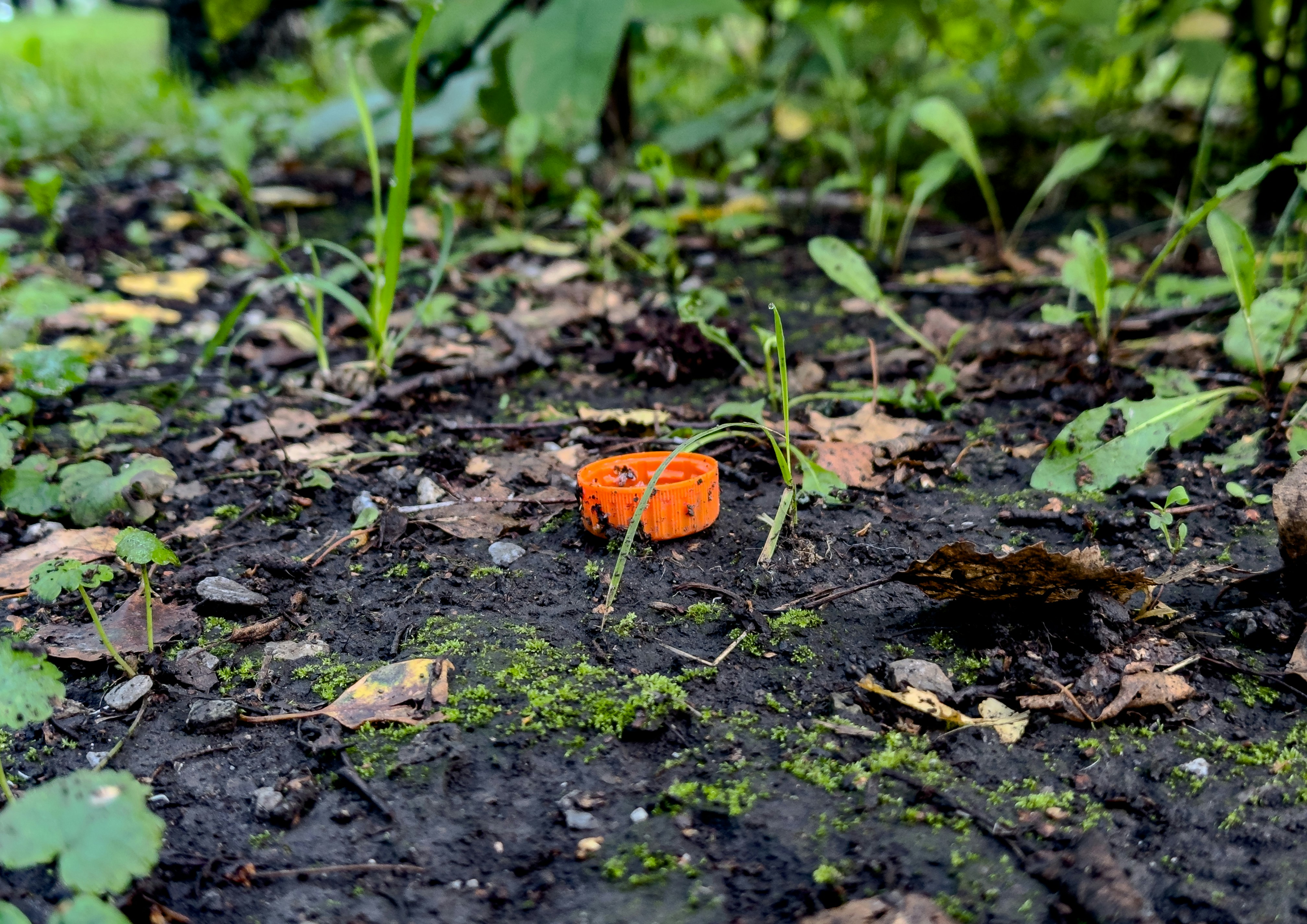 Vibrant Contrast Amidst Nature's Palette