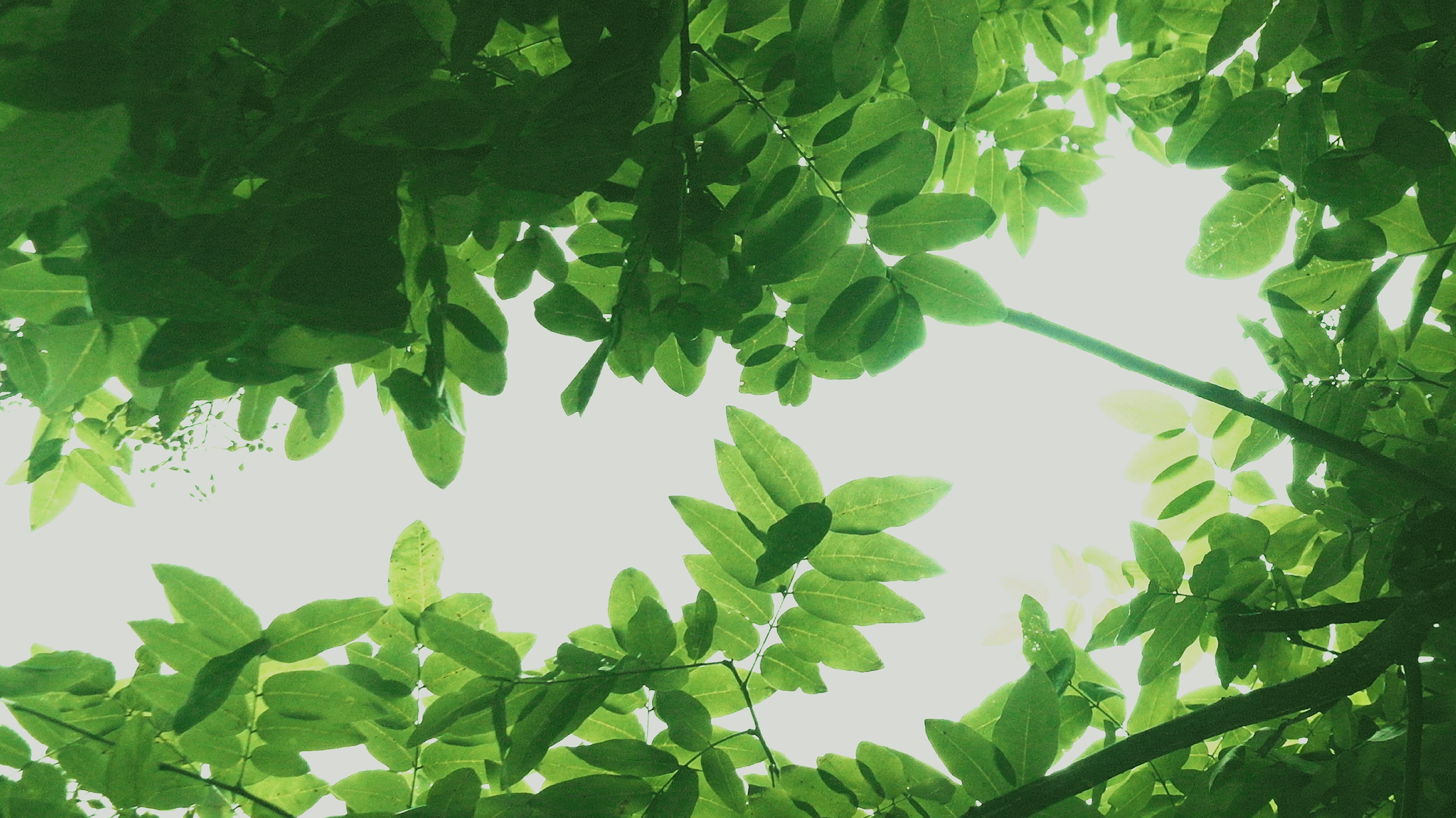 Sample photo from Samsung NX11