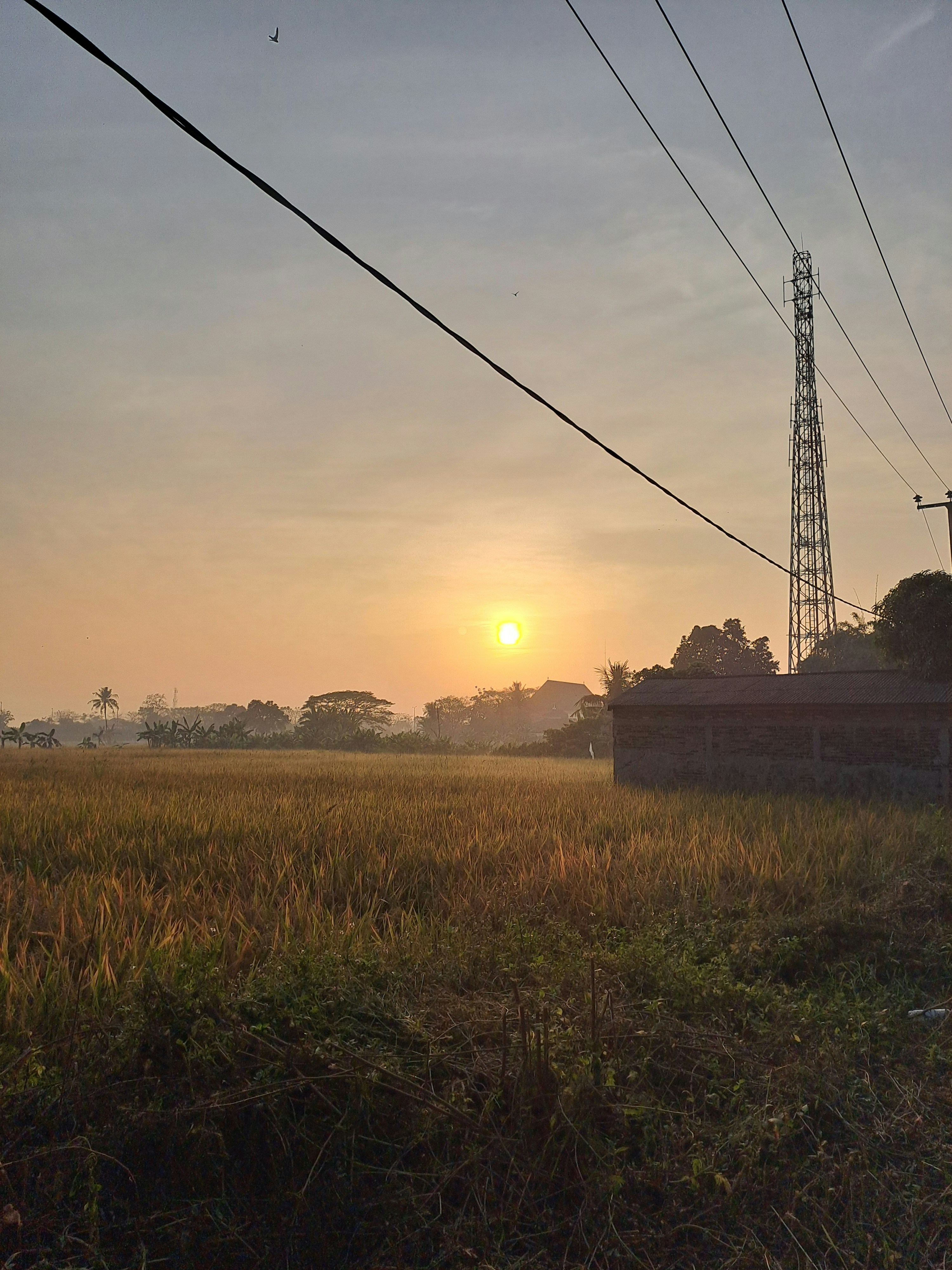 Sunrise over a field with power lines and tower.