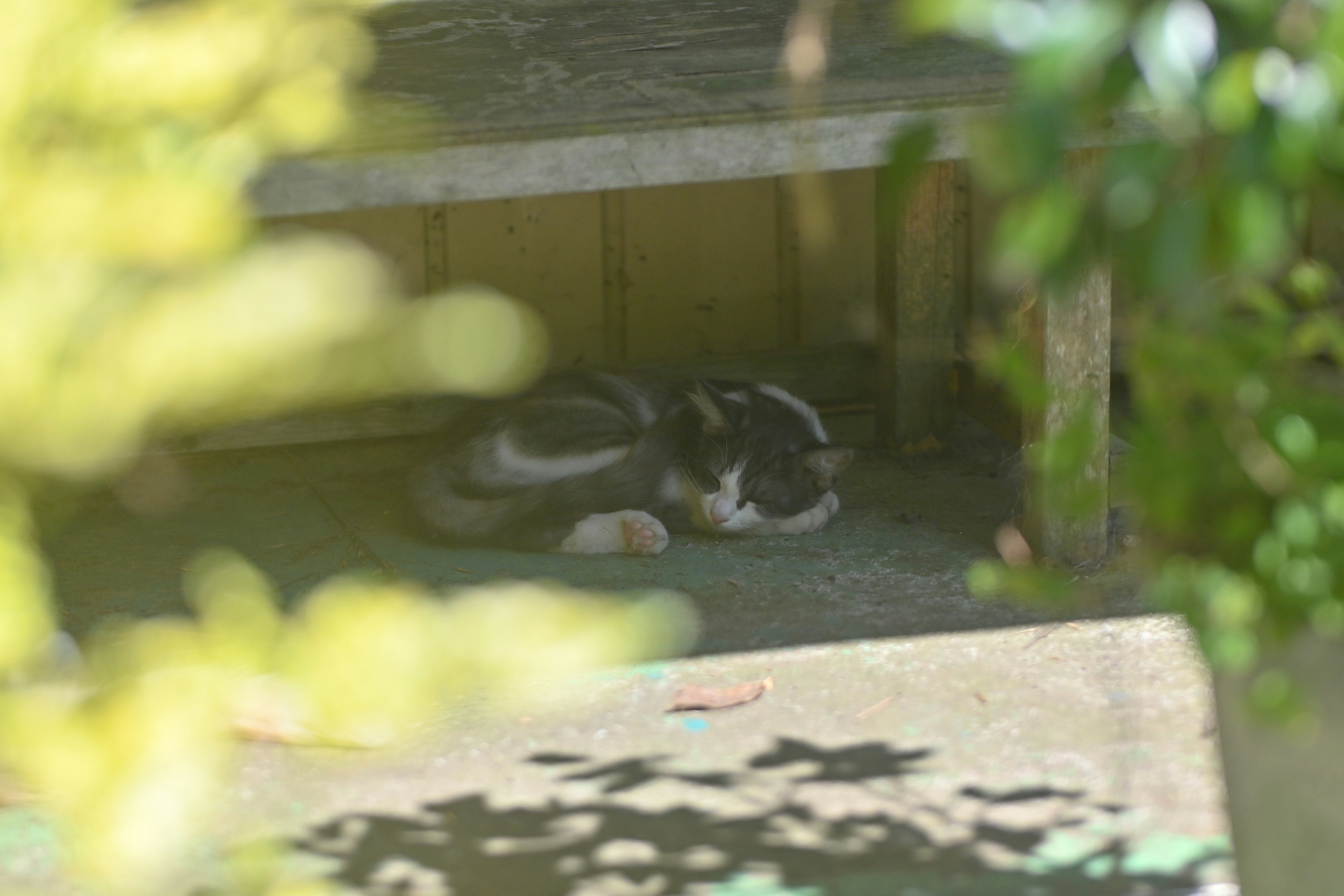 Serene Slumber in the Shade