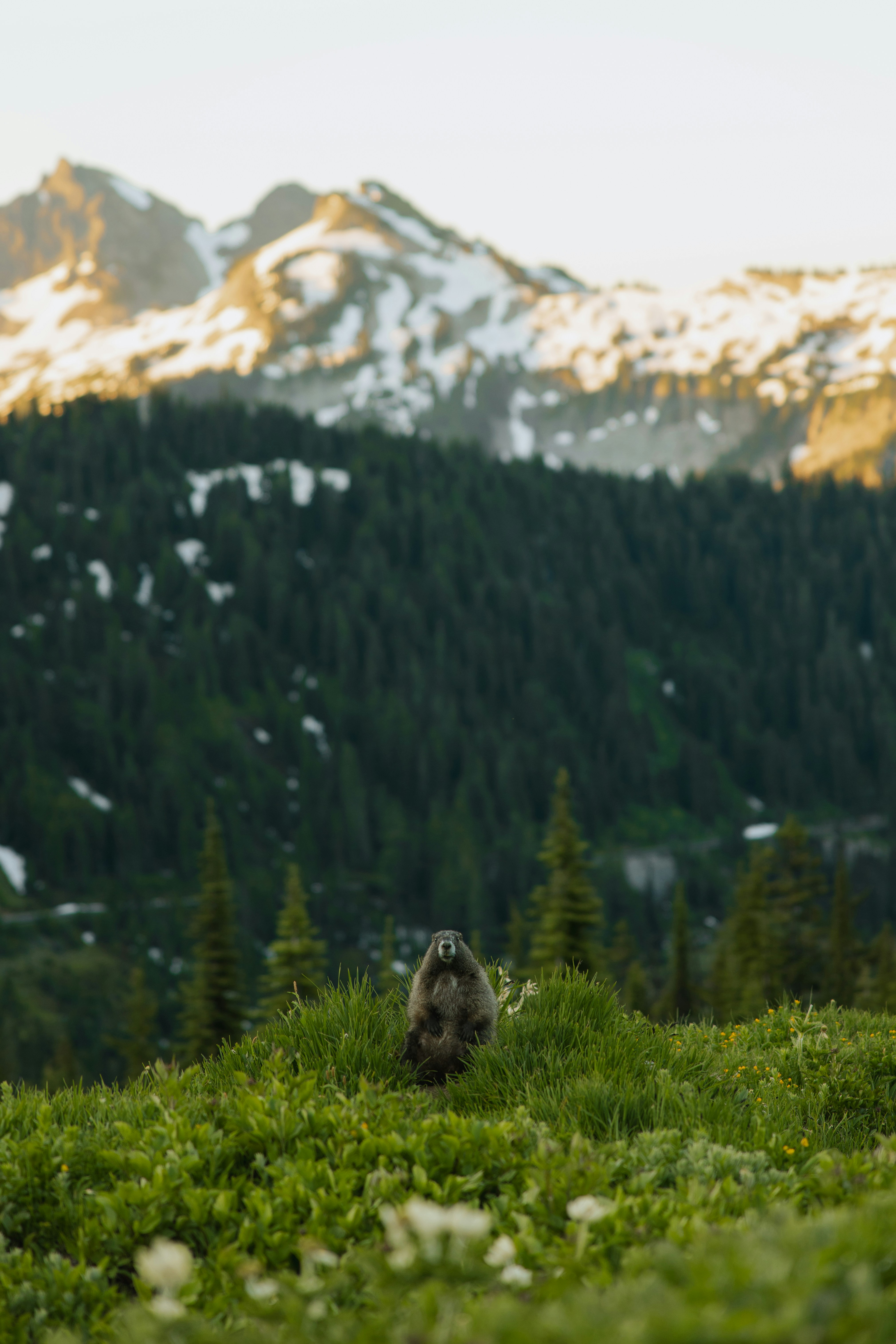 A marmot sits in a grassy field with mountains behind. photo – Free ...