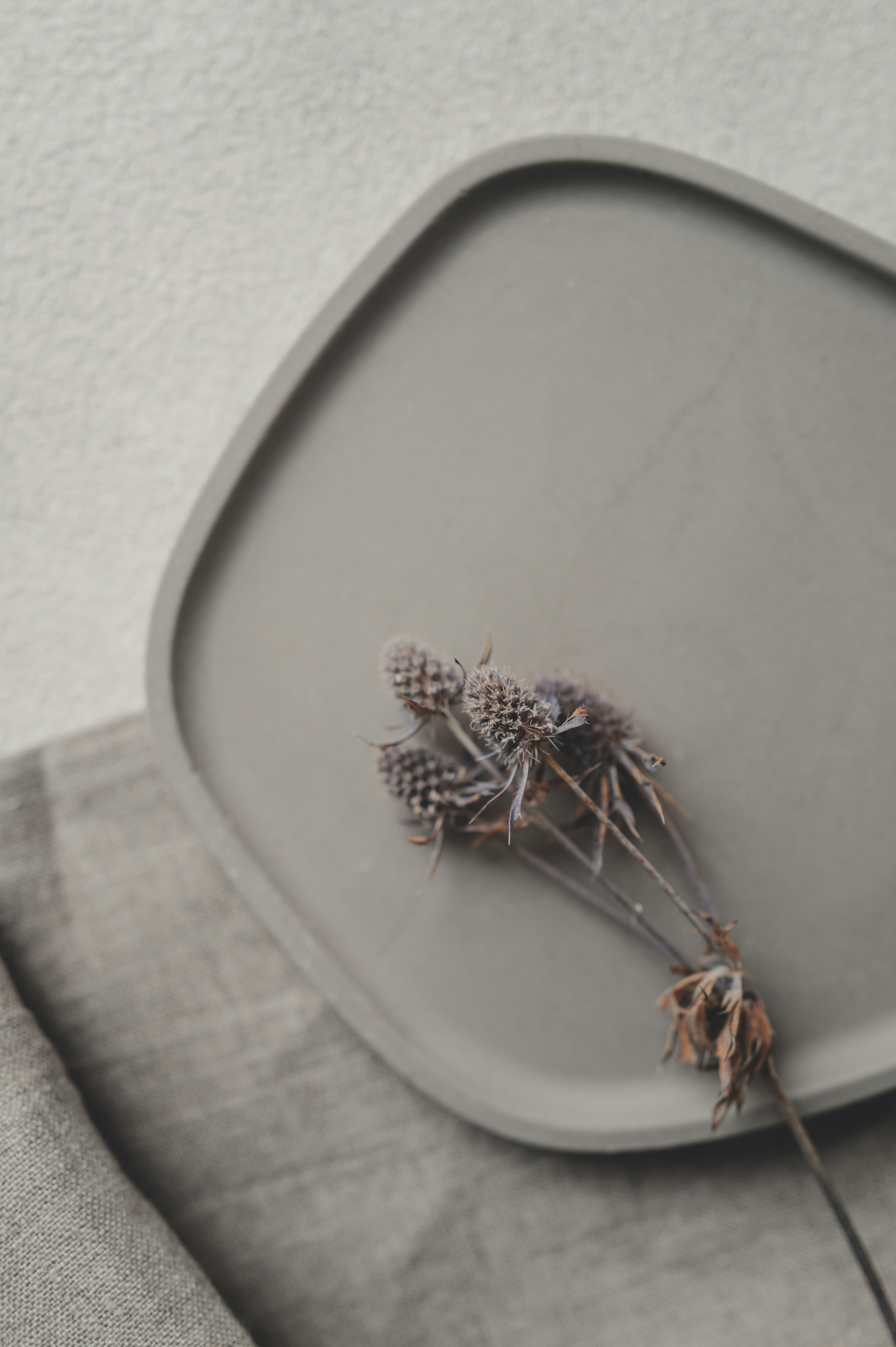 A close-up still life composition of a dried thistle stem resting on a matte, irregular-shaped ceramic tray. The soft linen and muted grey tones surrounding the object create a refined and calm atmosphere, emphasizing natural forms and subdued texture. | Dried thistle flowers on a grey plate