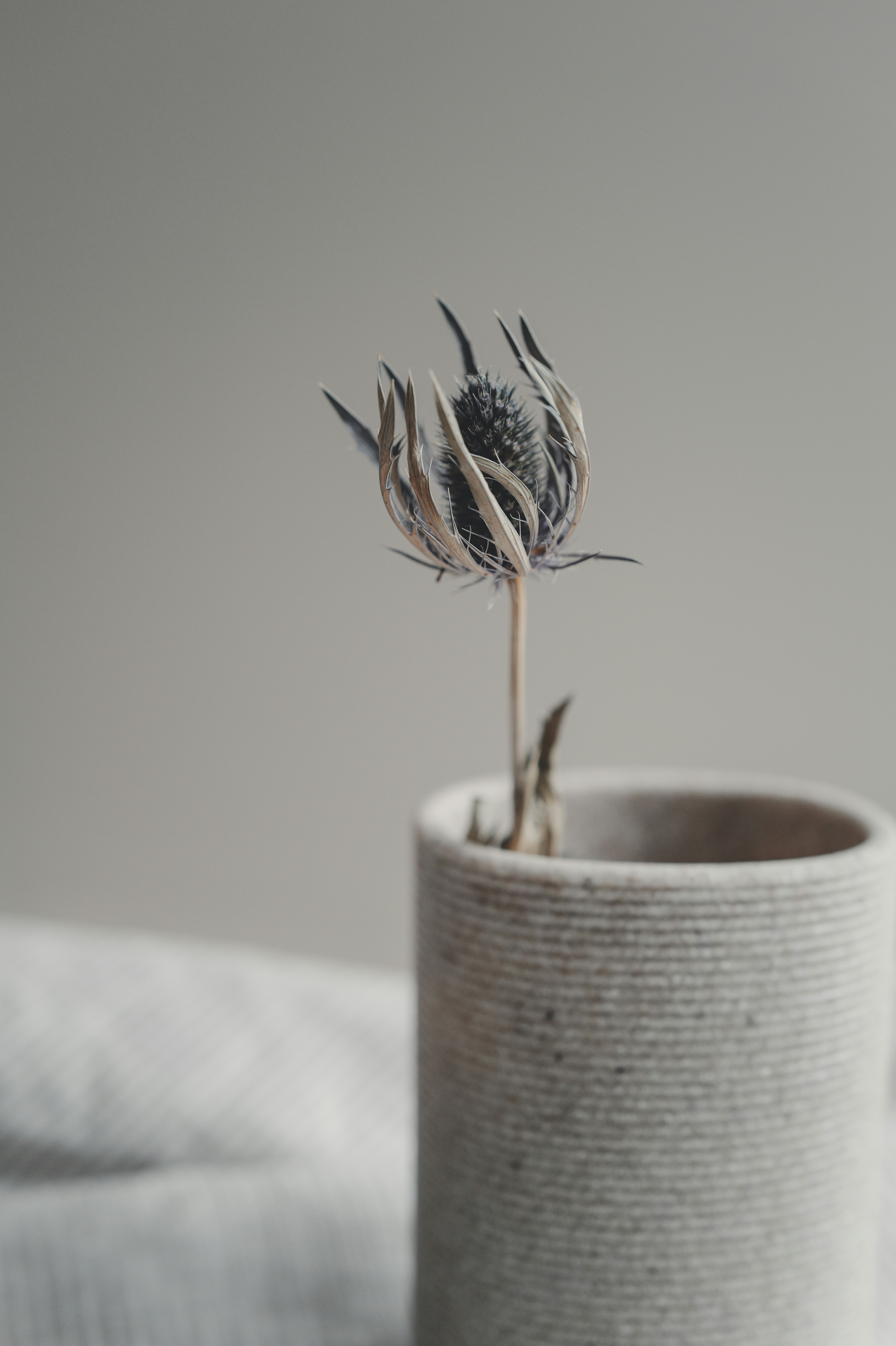 A single dried thistle in a ribbed ceramic cup, photographed against a soft, muted background. The stark form and fine details of the flower contrast gently with the minimal, neutral-toned environment. | Dried thistle flower in a textured vase