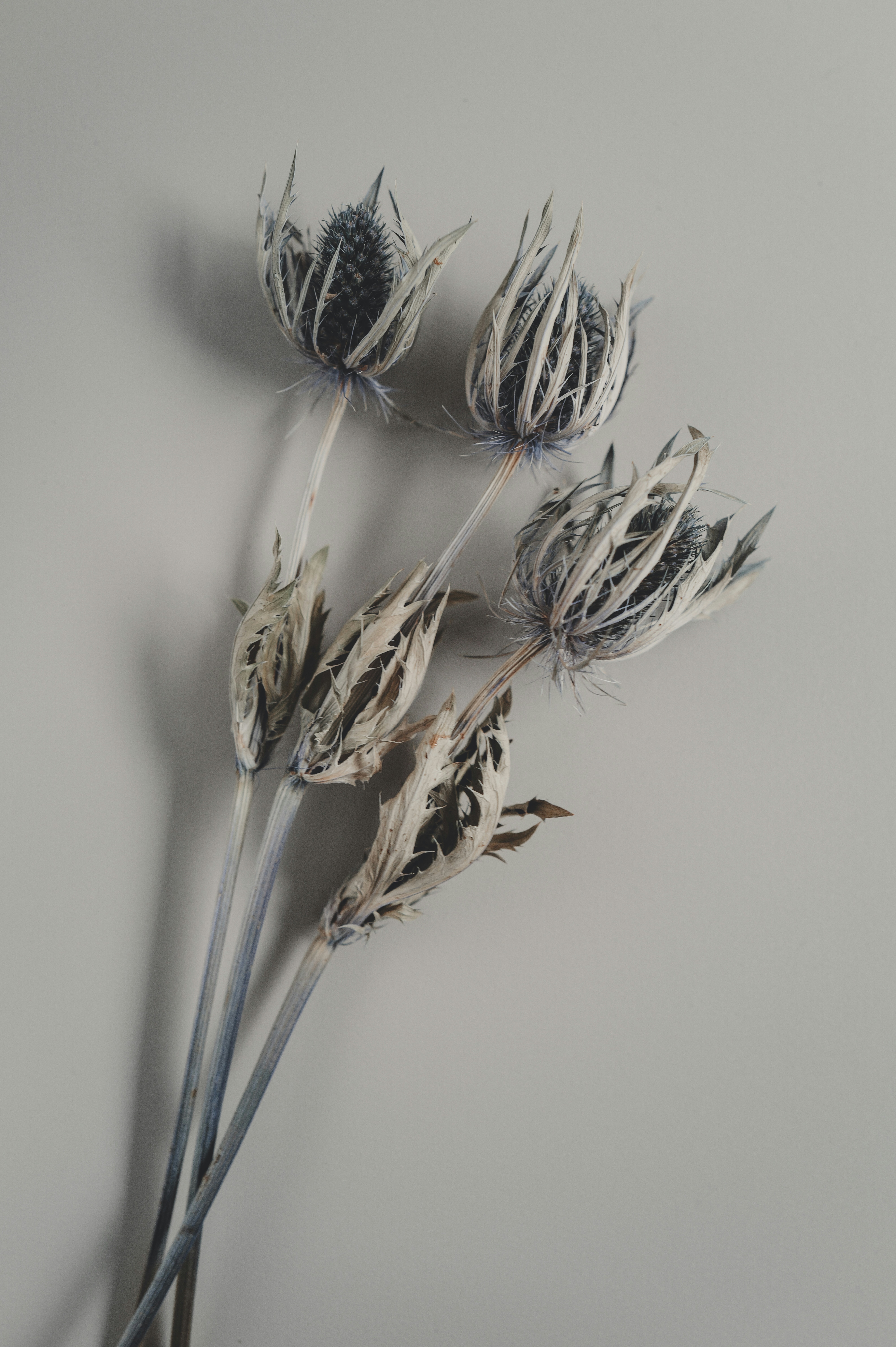 Three dried thistle flowers with silvery-blue tones rest against a soft light-grey background. | Dried thistle flowers against a light background
