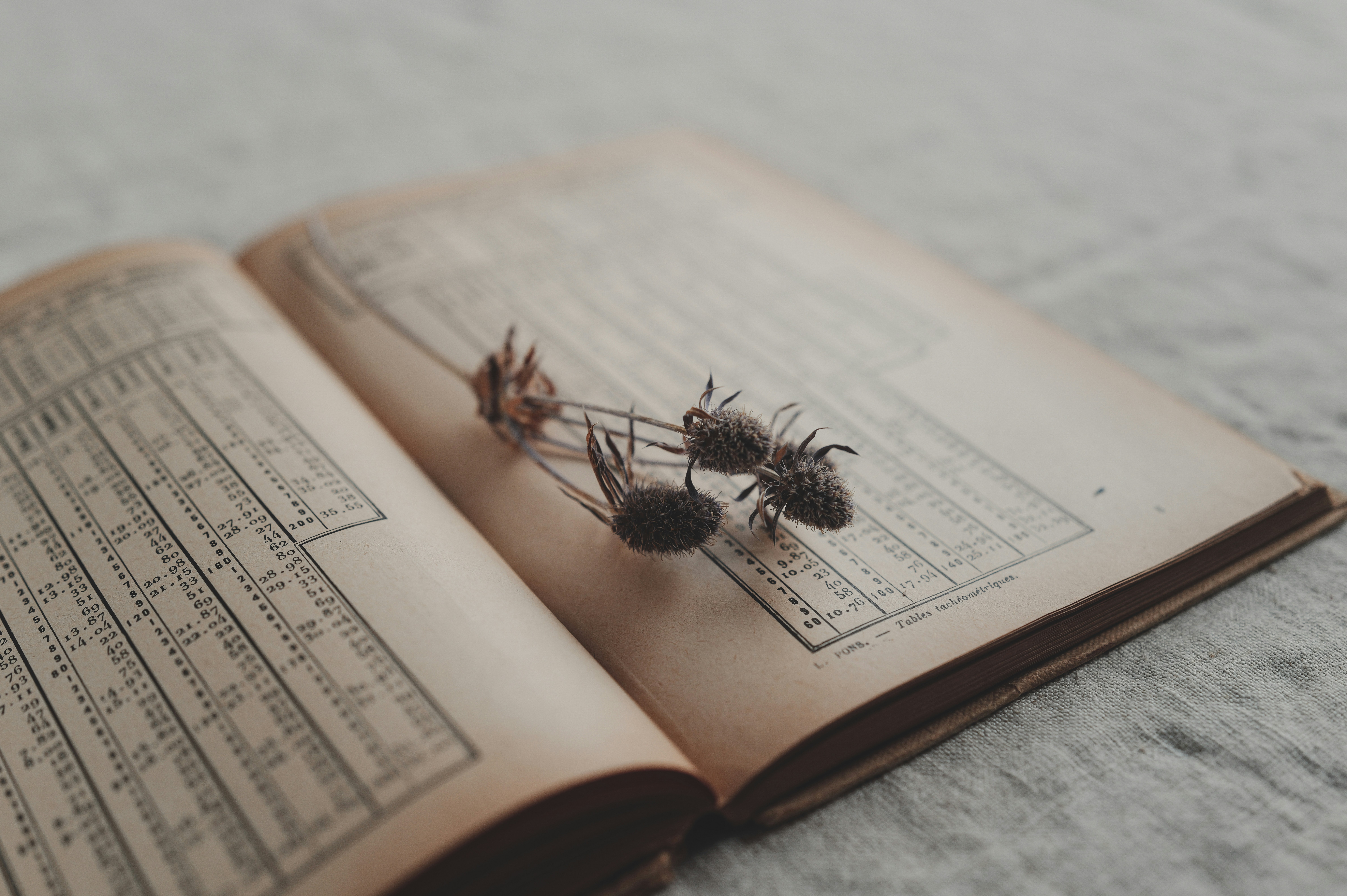 A small branch of dried thistles rests gently on the open pages of an old book filled with numerical tables. | Dried flowers rest on an open vintage book