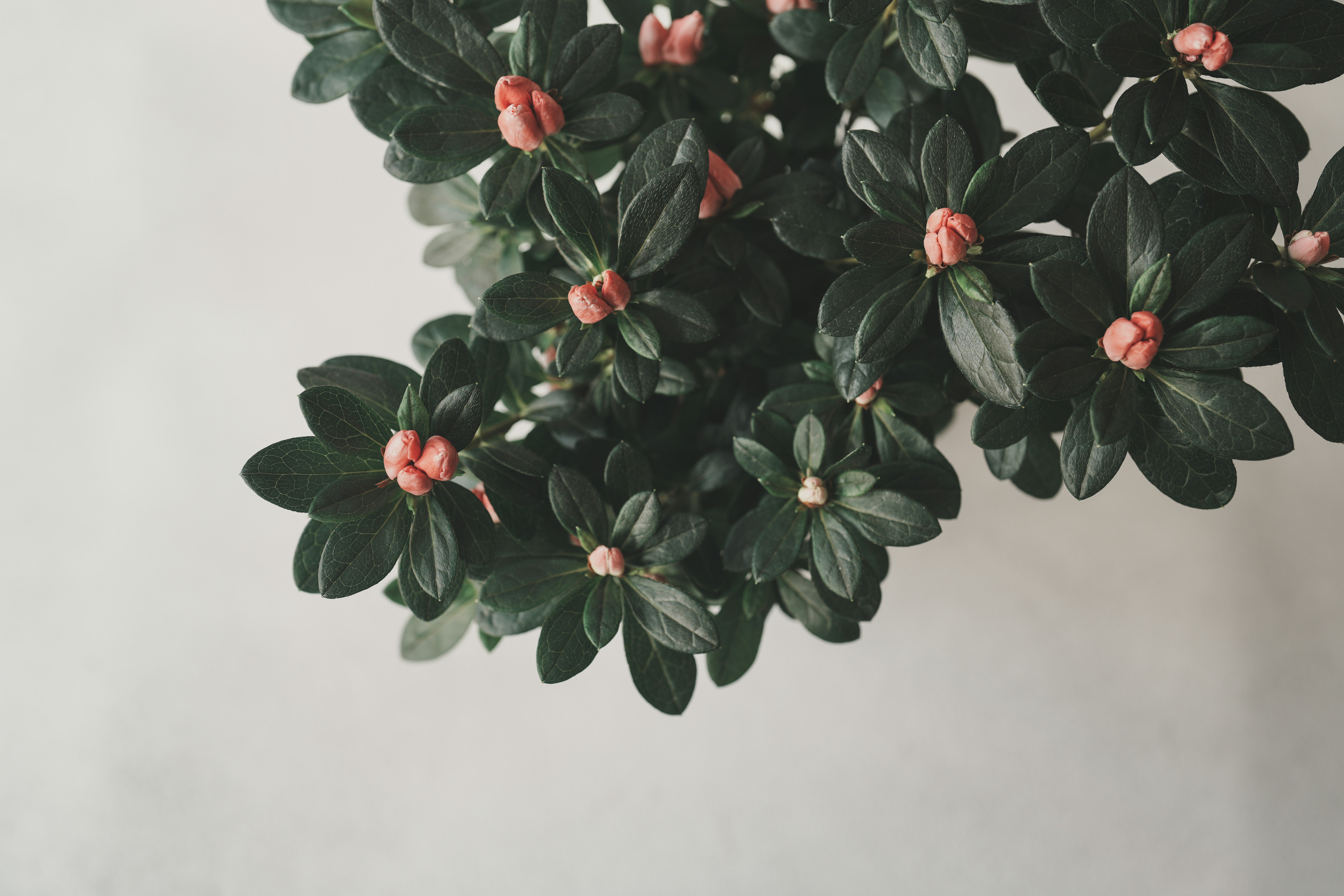 A cluster of dark green foliage dotted with small, closed pink buds. The leaves are smooth and symmetrical, radiating out from the center in star-like patterns.The neutral, softly lit background keeps attention on the vivid contrast between the rich green and delicate pink. | Green leaves with pink buds on a white background