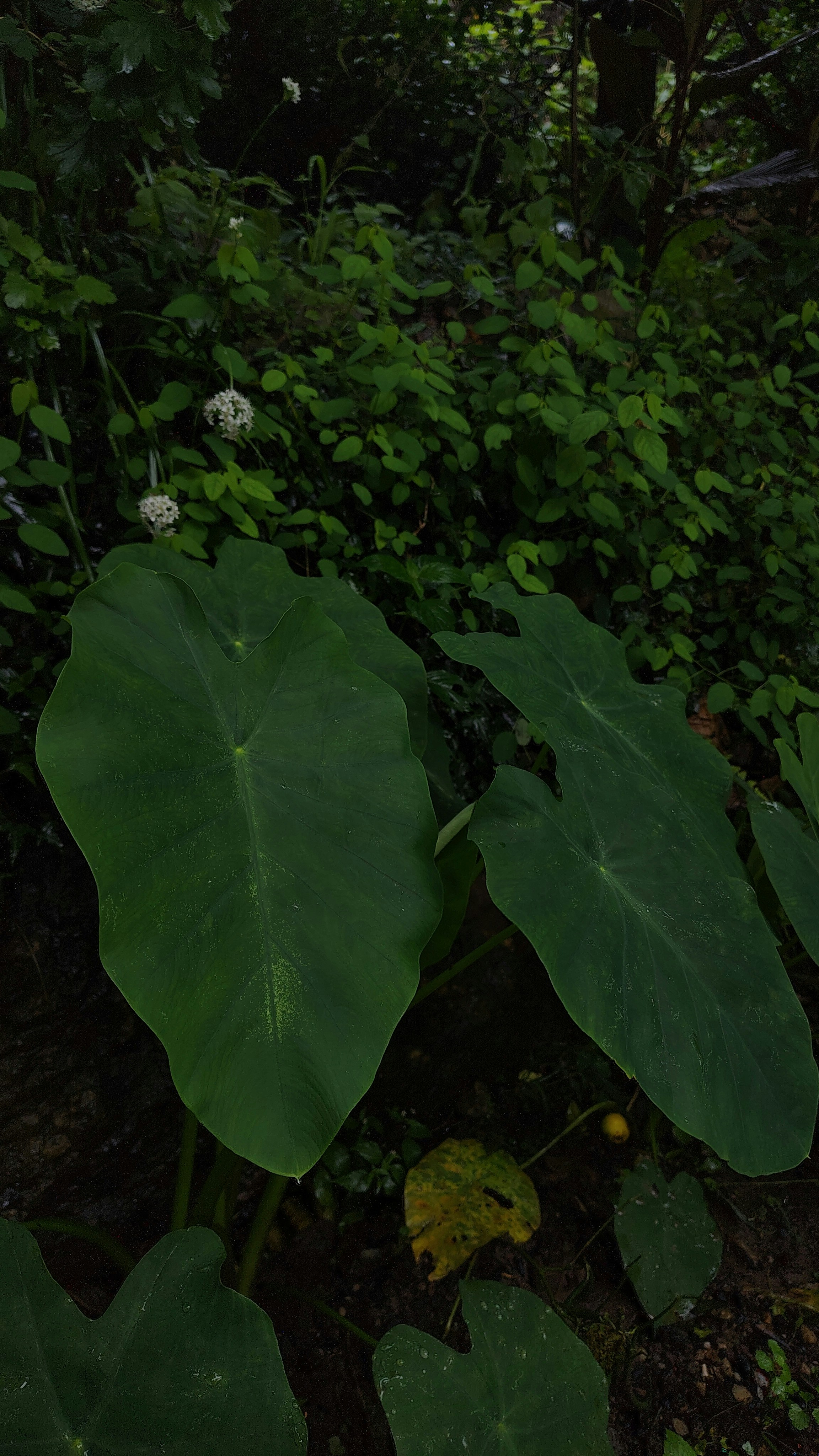 Large green taro leaves in a lush forest.