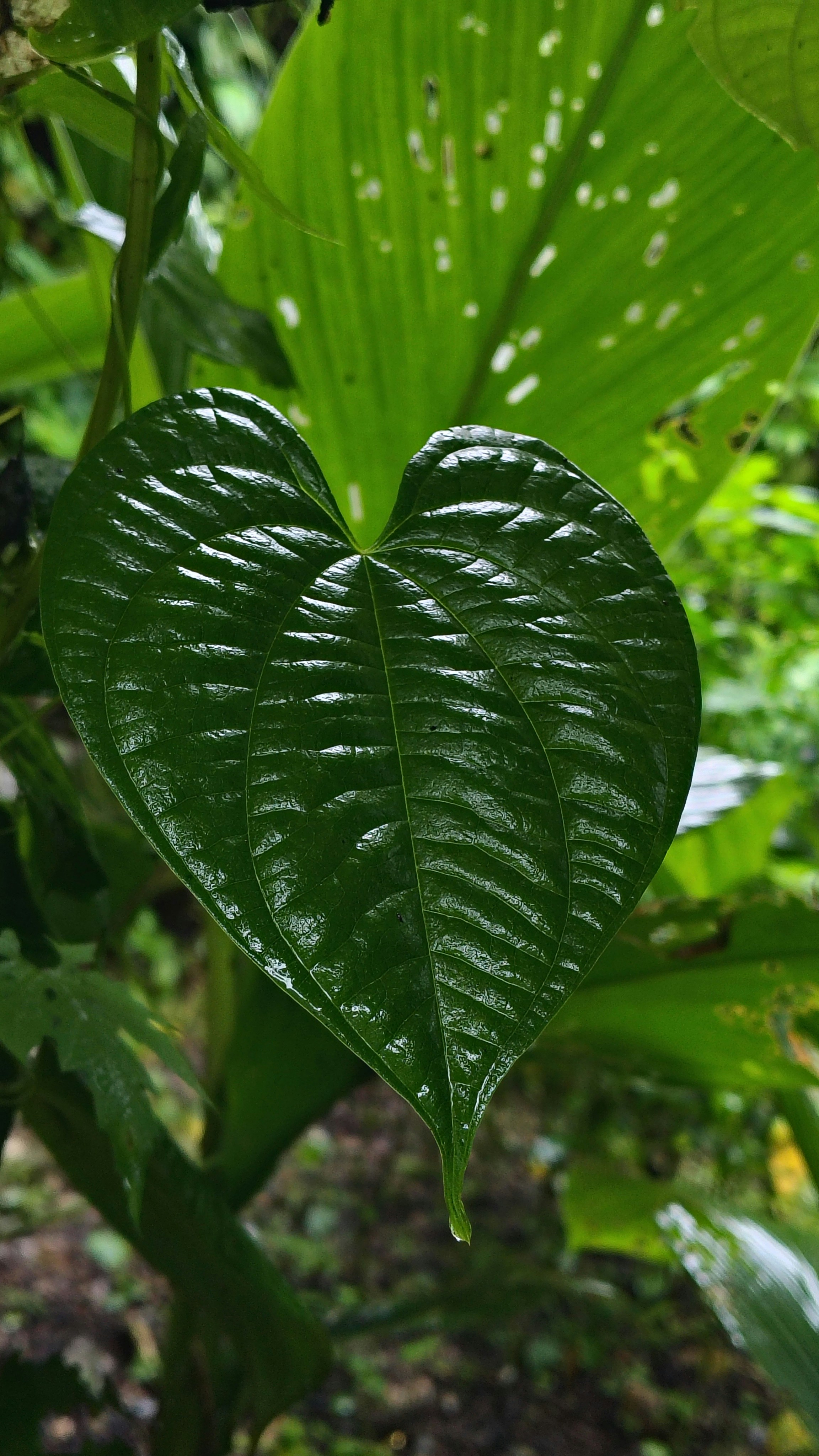 A large, glossy green leaf with prominent veins.
