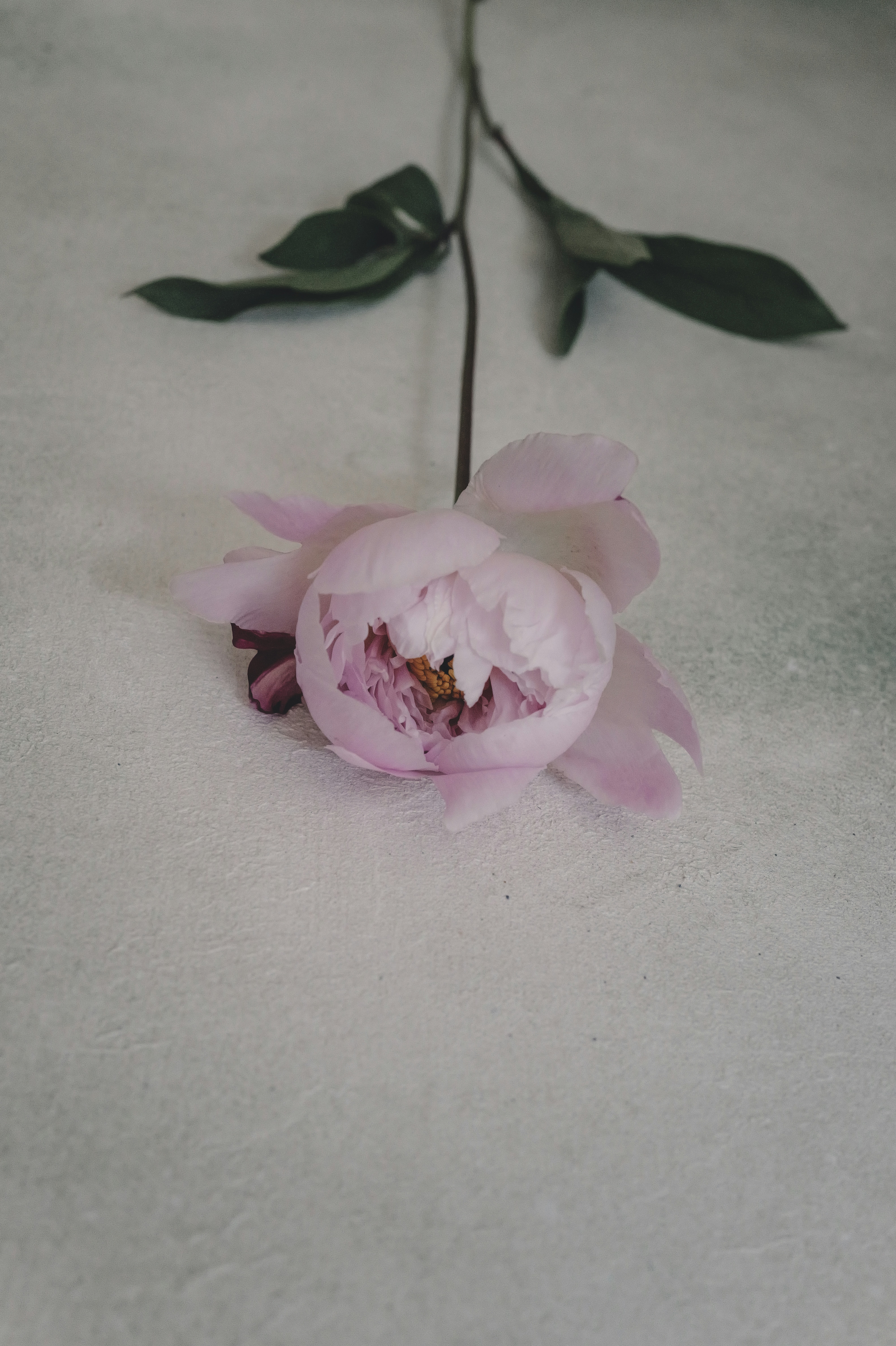 A single, fully blooming peony lies gently on a lightly textured surface. The soft pink petals are delicately layered, opening to reveal golden-yellow stamens inside. | A delicate pink peony flower lies on a textured surface.