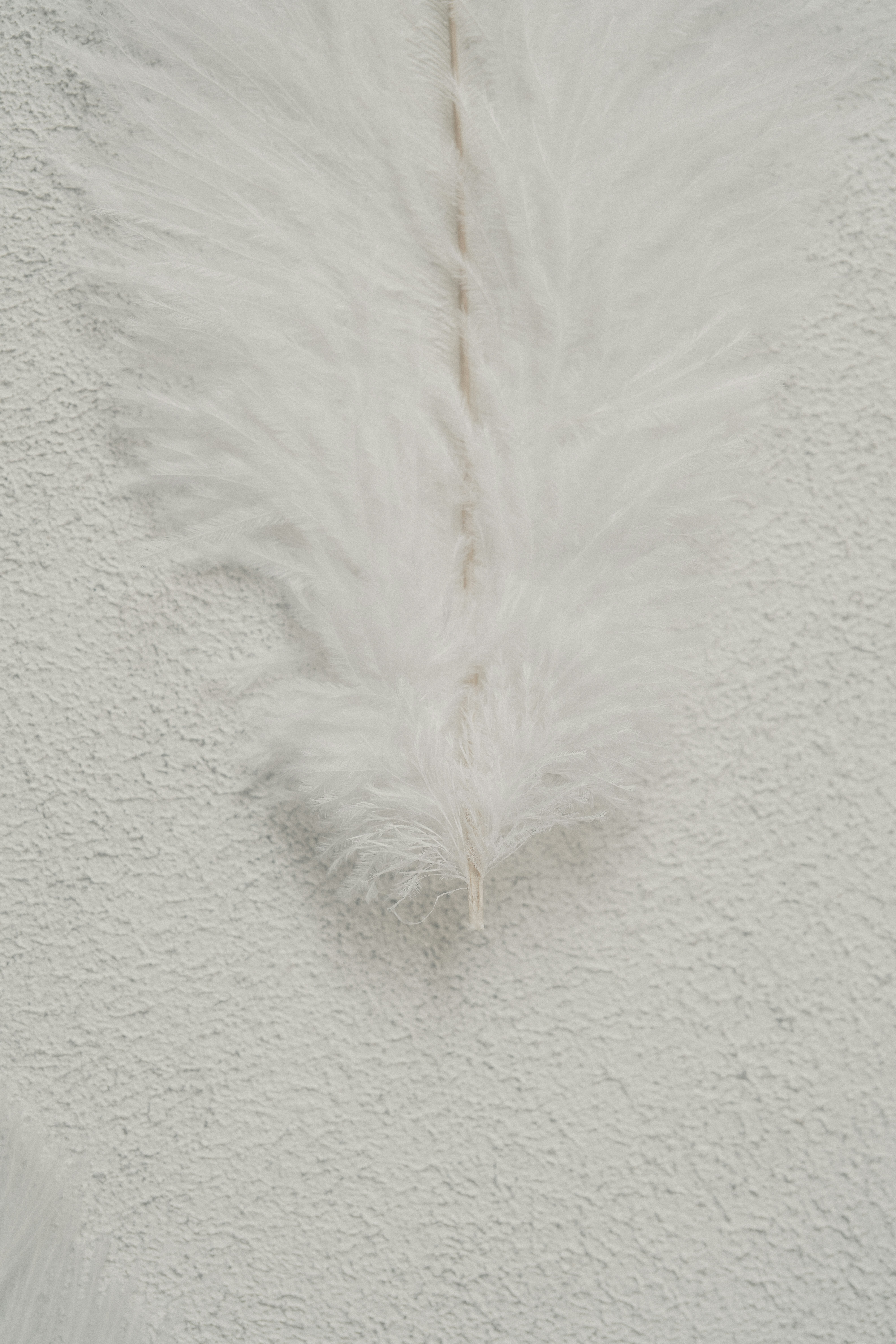 Whispers of Nature: The Elegance of Pampas Grass