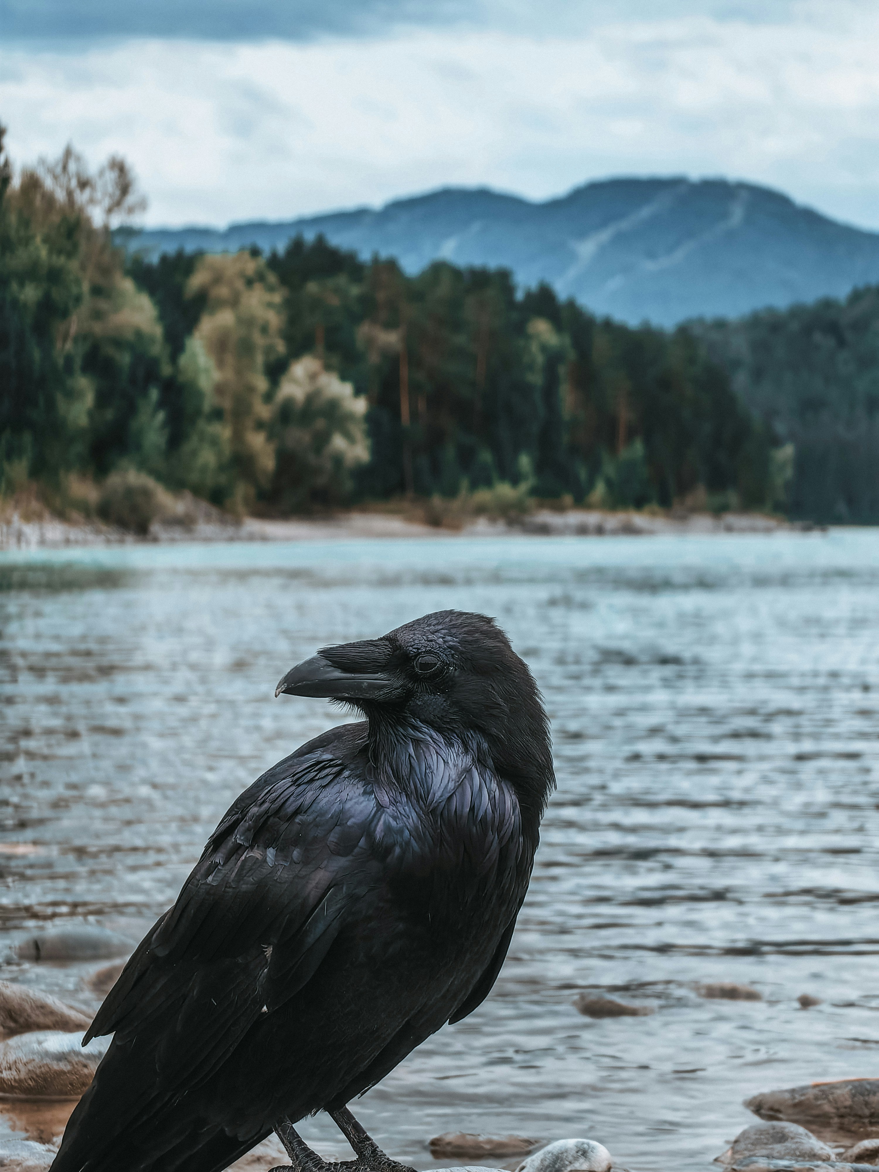 _cuva | A raven perched on a rocky shore by a lake.