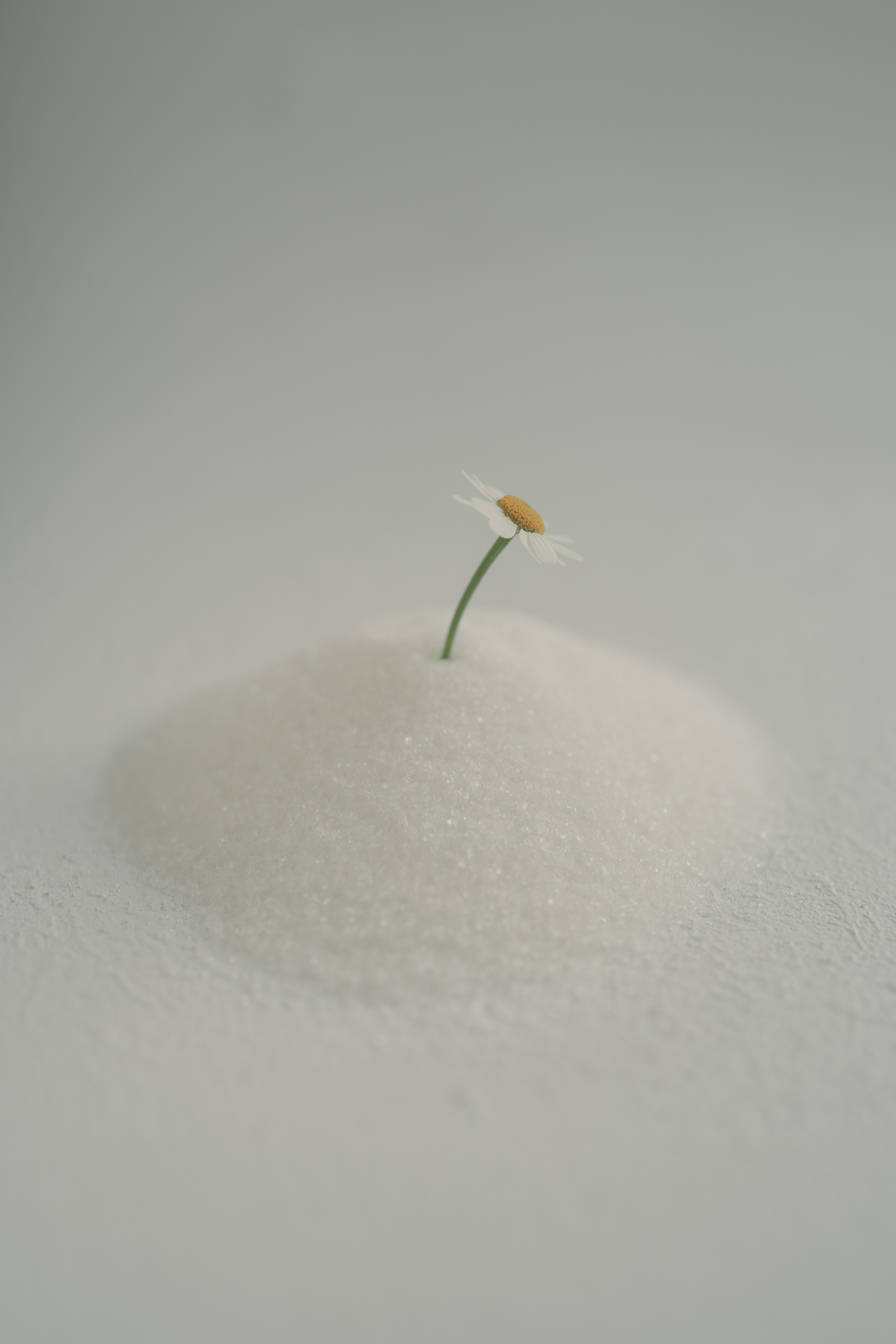 A single daisy flower delicately emerges from a small mound of white sugar crystals on a soft, neutral background. The minimalist aesthetic highlights purity, fragility, and subtle creativity. | A single daisy emerges from a pile of white powder.