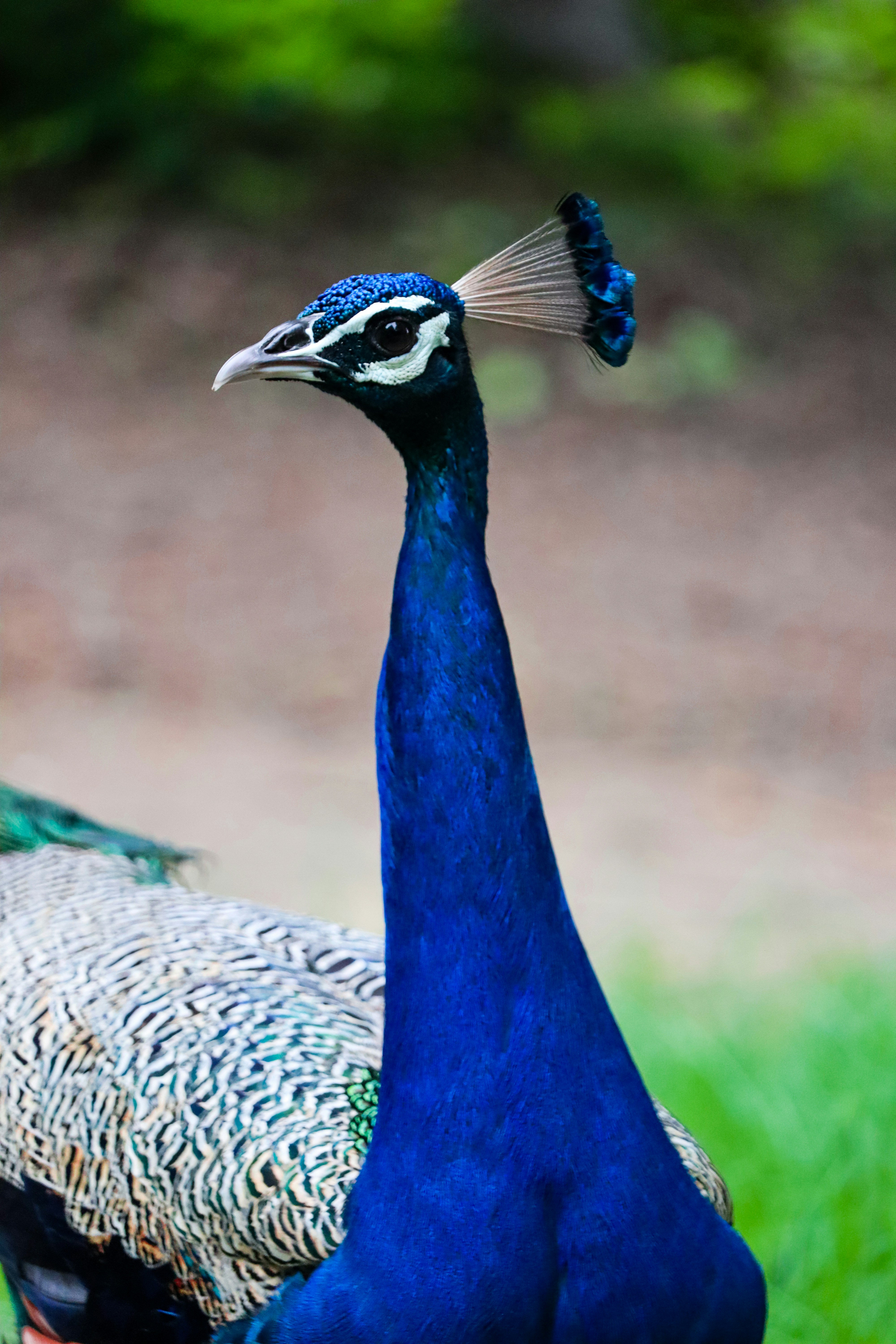 Close-up of a peacock showcasing its vibrant blue feathers and intricate details of its head and neck. The background is softly blurred, emphasizing the bird's striking features.