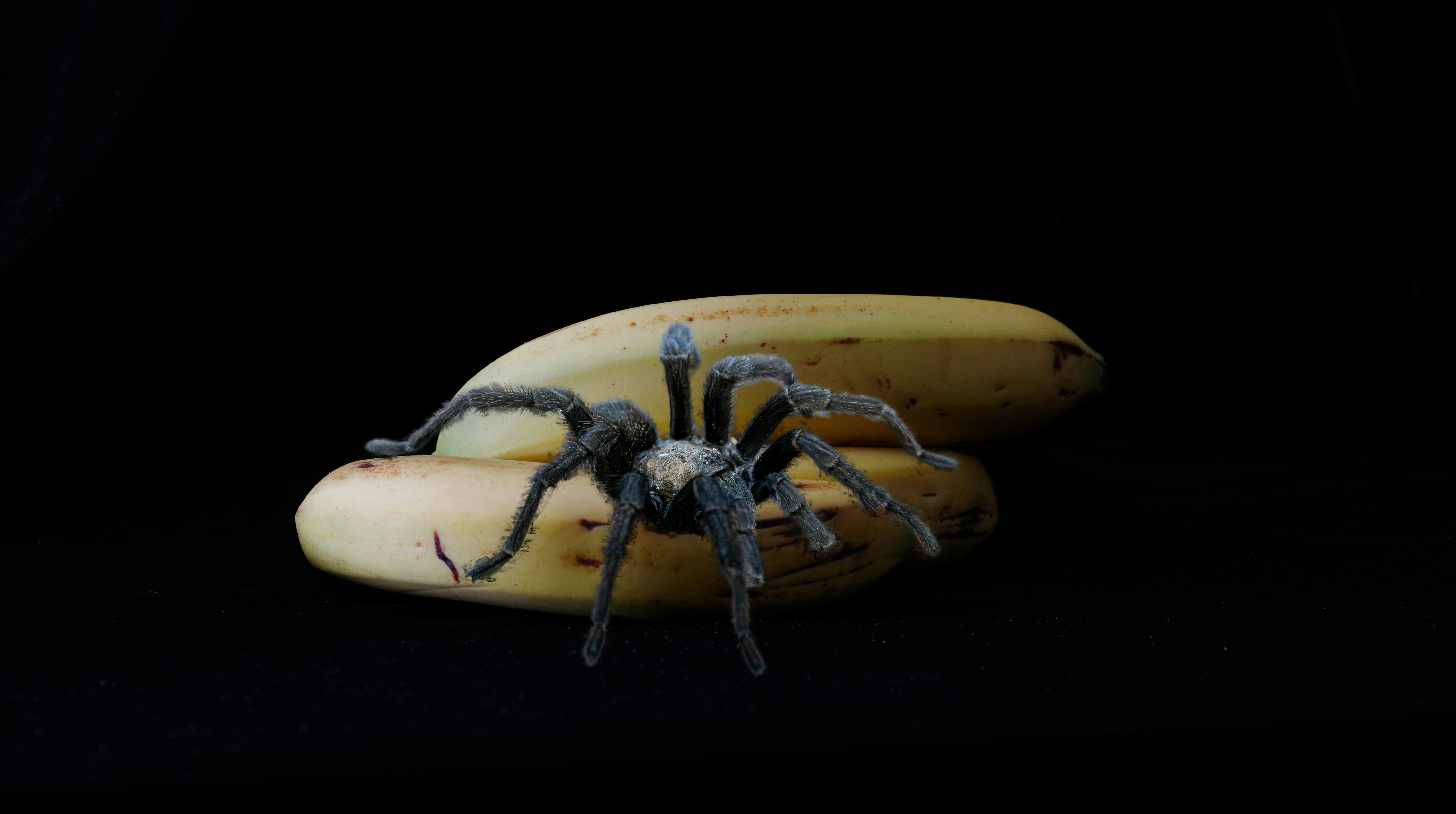 BANANA | A tarantula sits on two bananas.