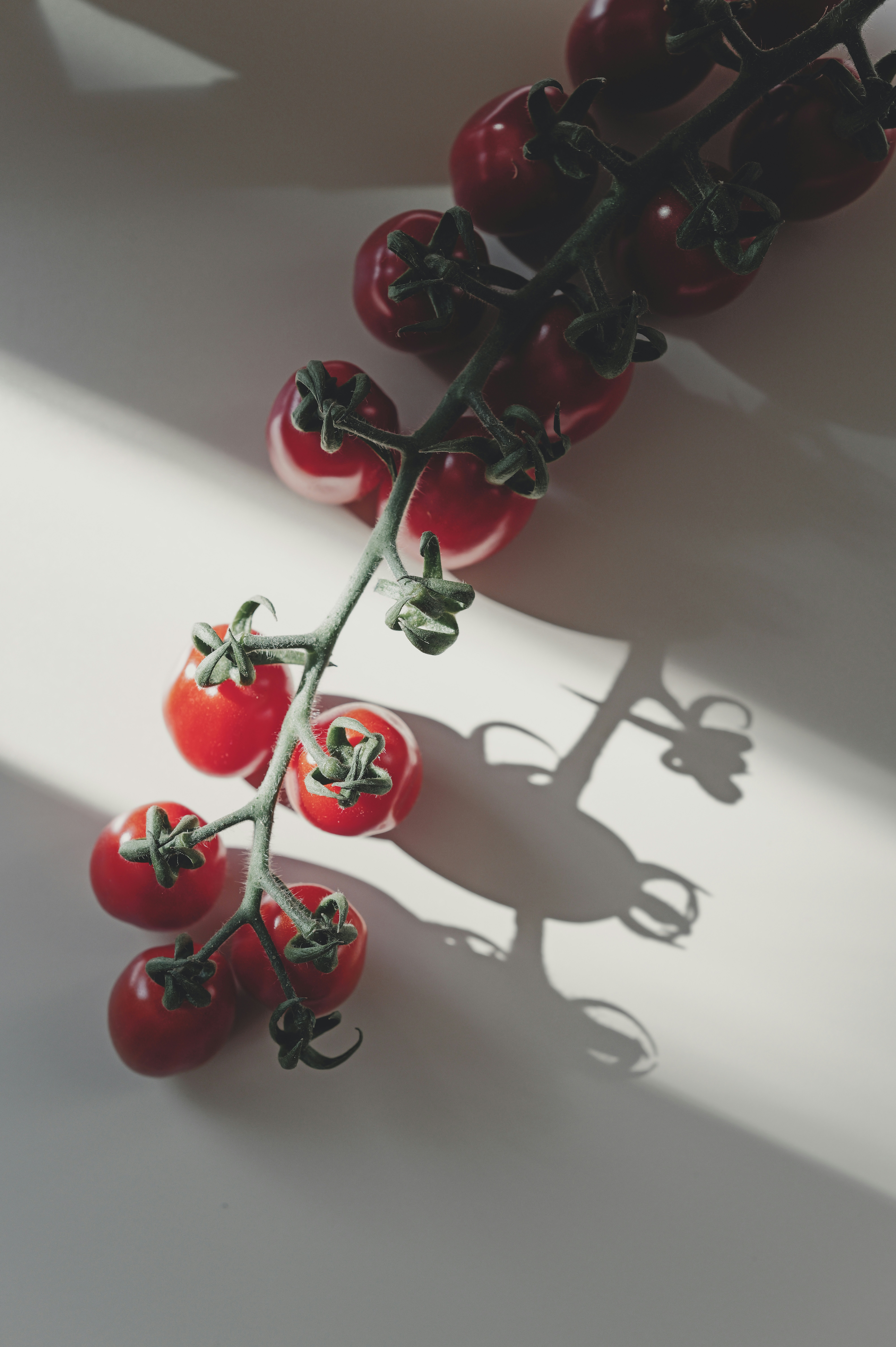 A bunch of cherry tomatoes on the vine rests on a white surface. Natural light and soft shadows create a clean and minimal look. | Cherry tomatoes on the vine with shadows