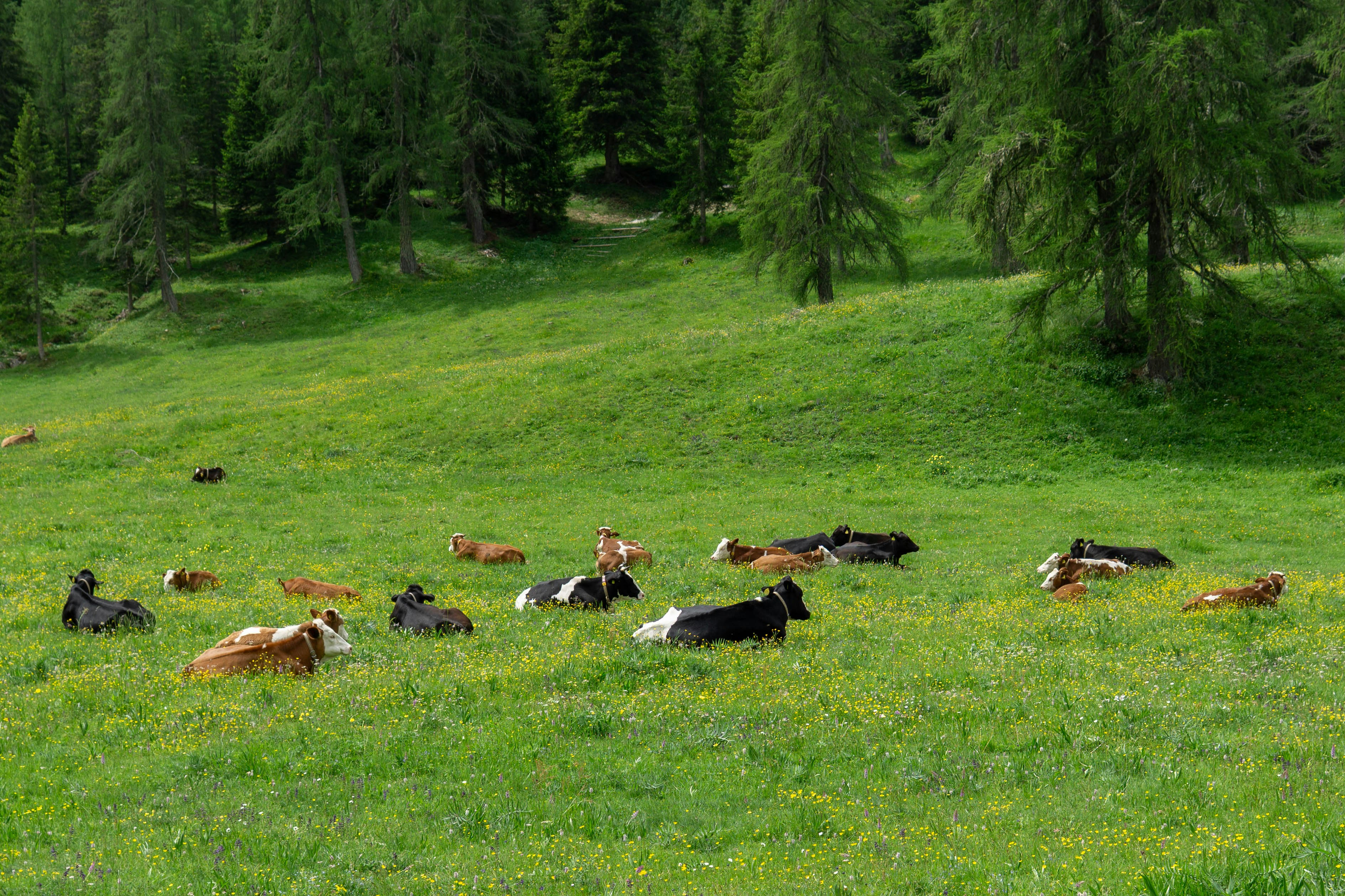 Herd Resting Amid Wildflowers in a Sunlit Alpine Meadow