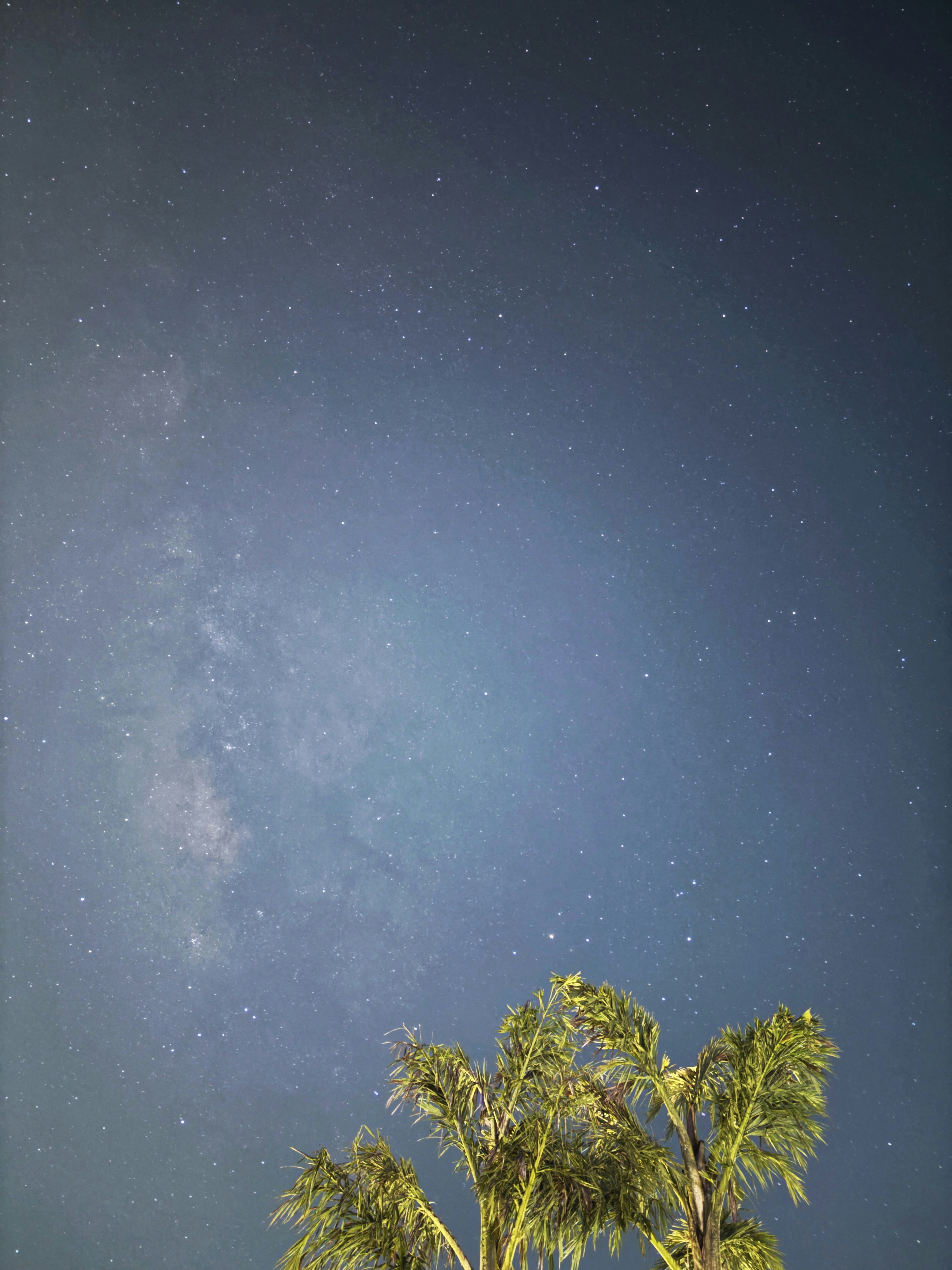 Celestial Canopy: A Tropical Night's Embrace