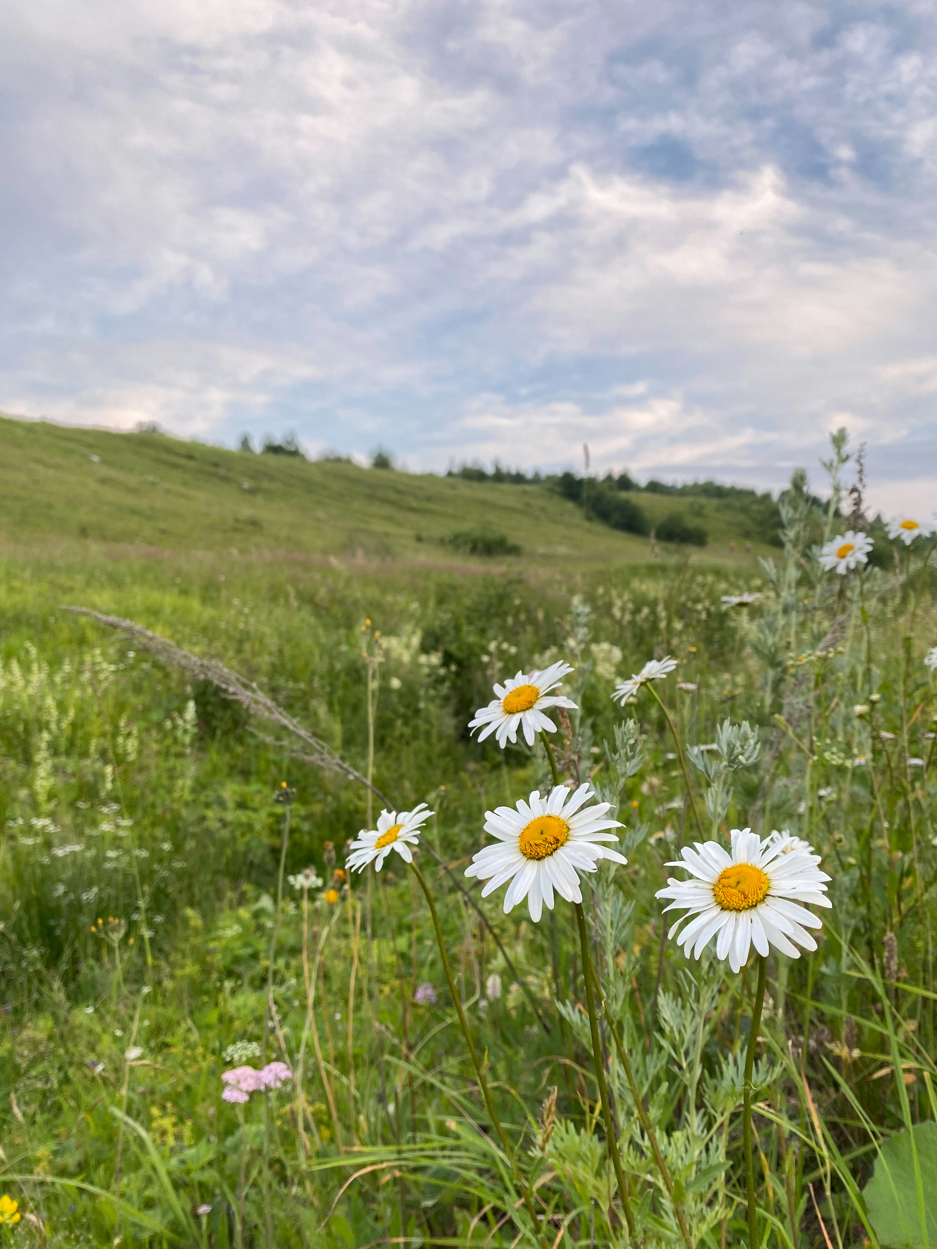 Nature | White daisies bloom in a green field under a cloudy sky.