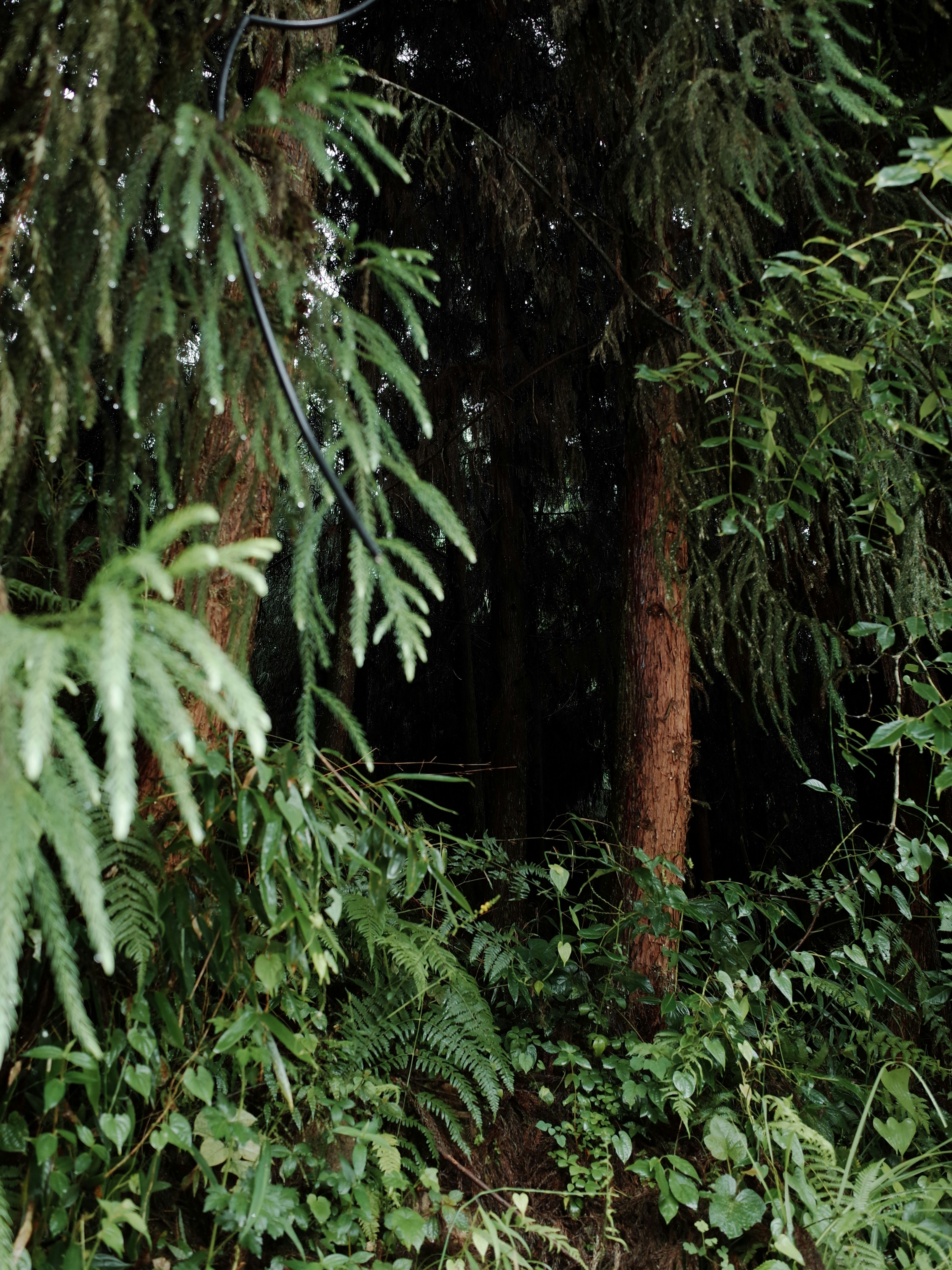 Dense forest with lush green foliage and tall trees