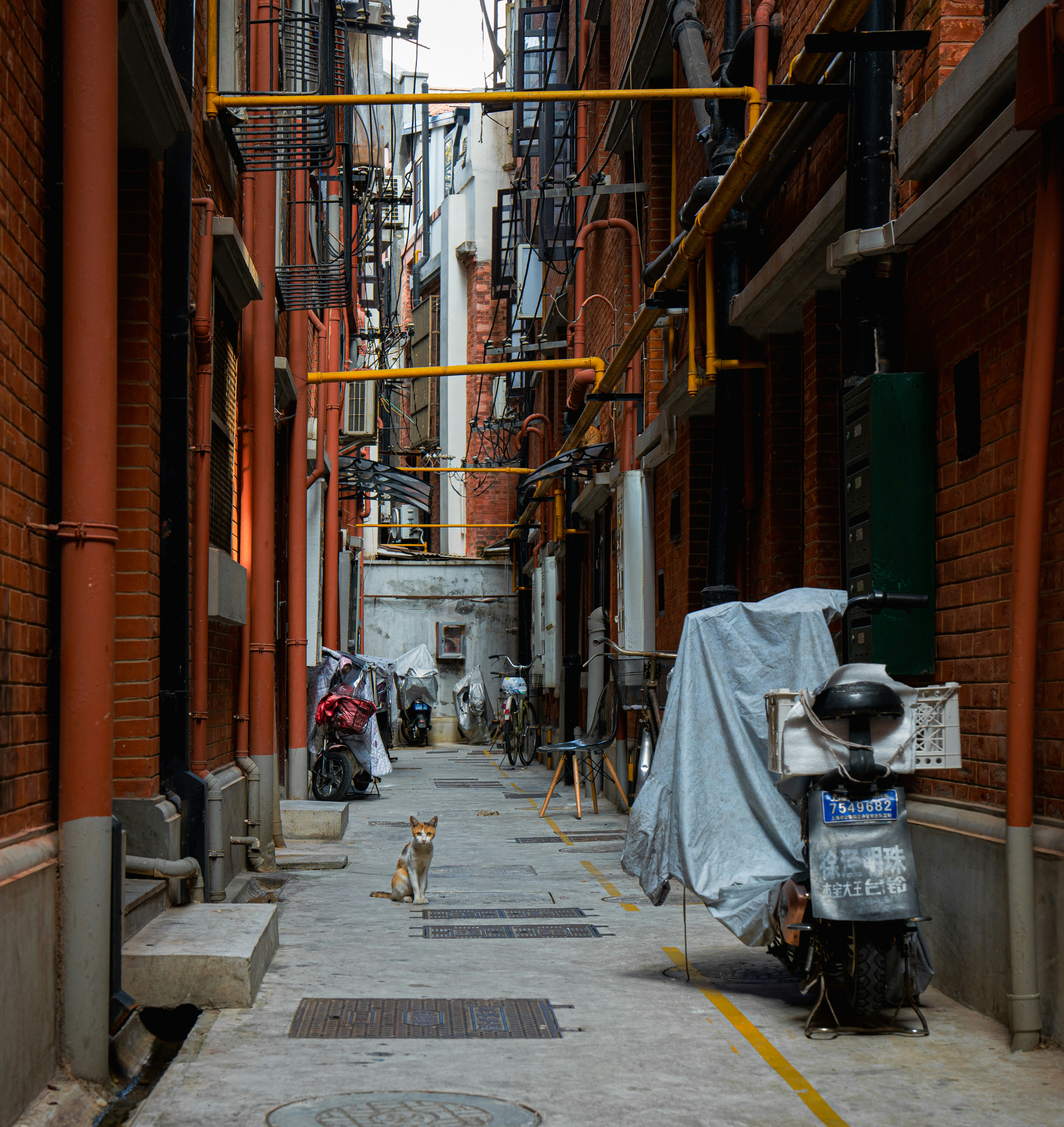 A curious cat sits in a narrow alleyway flanked by brick walls, bicycles, and covered objects, embodying the charm of urban life.