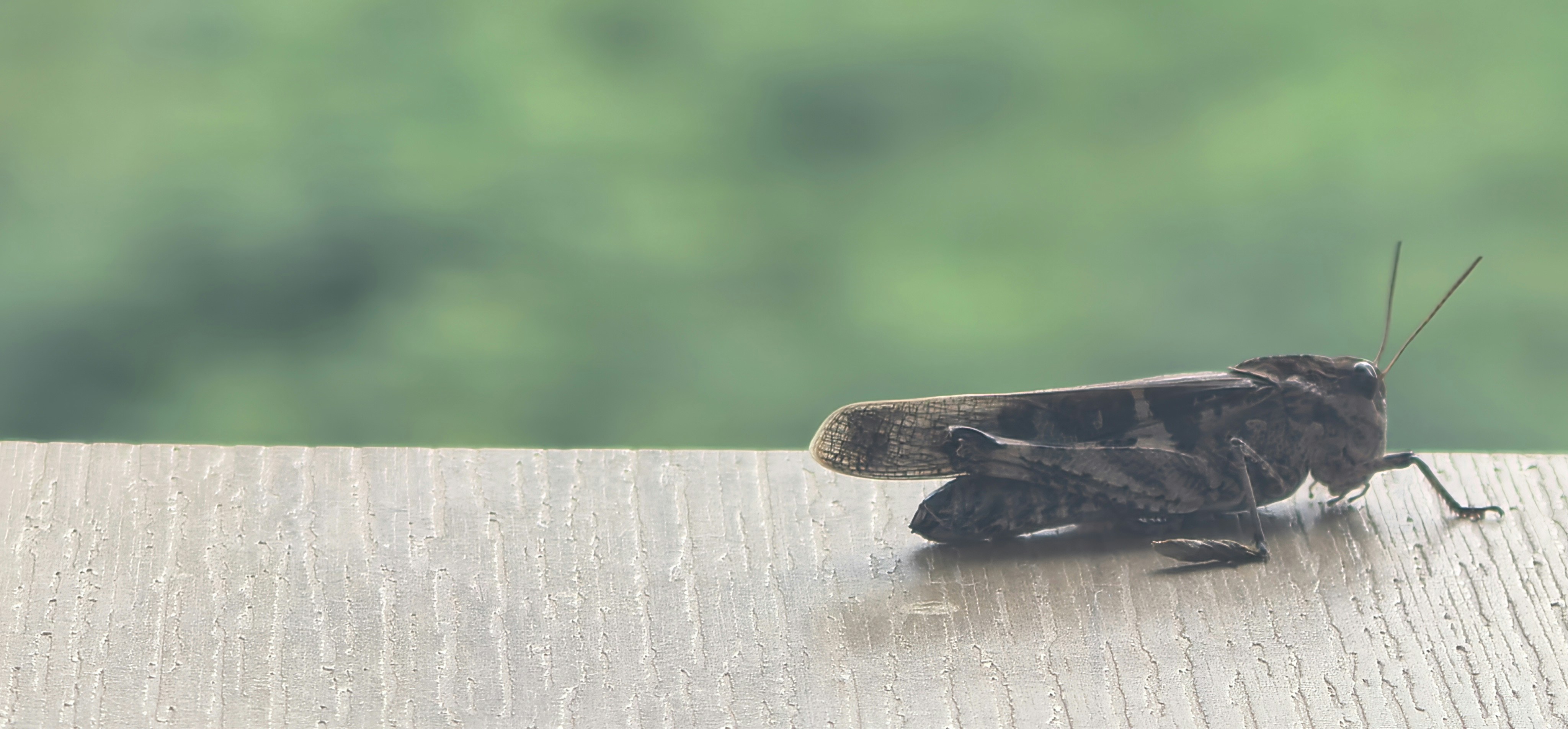 A dark grasshopper rests on a wooden surface.