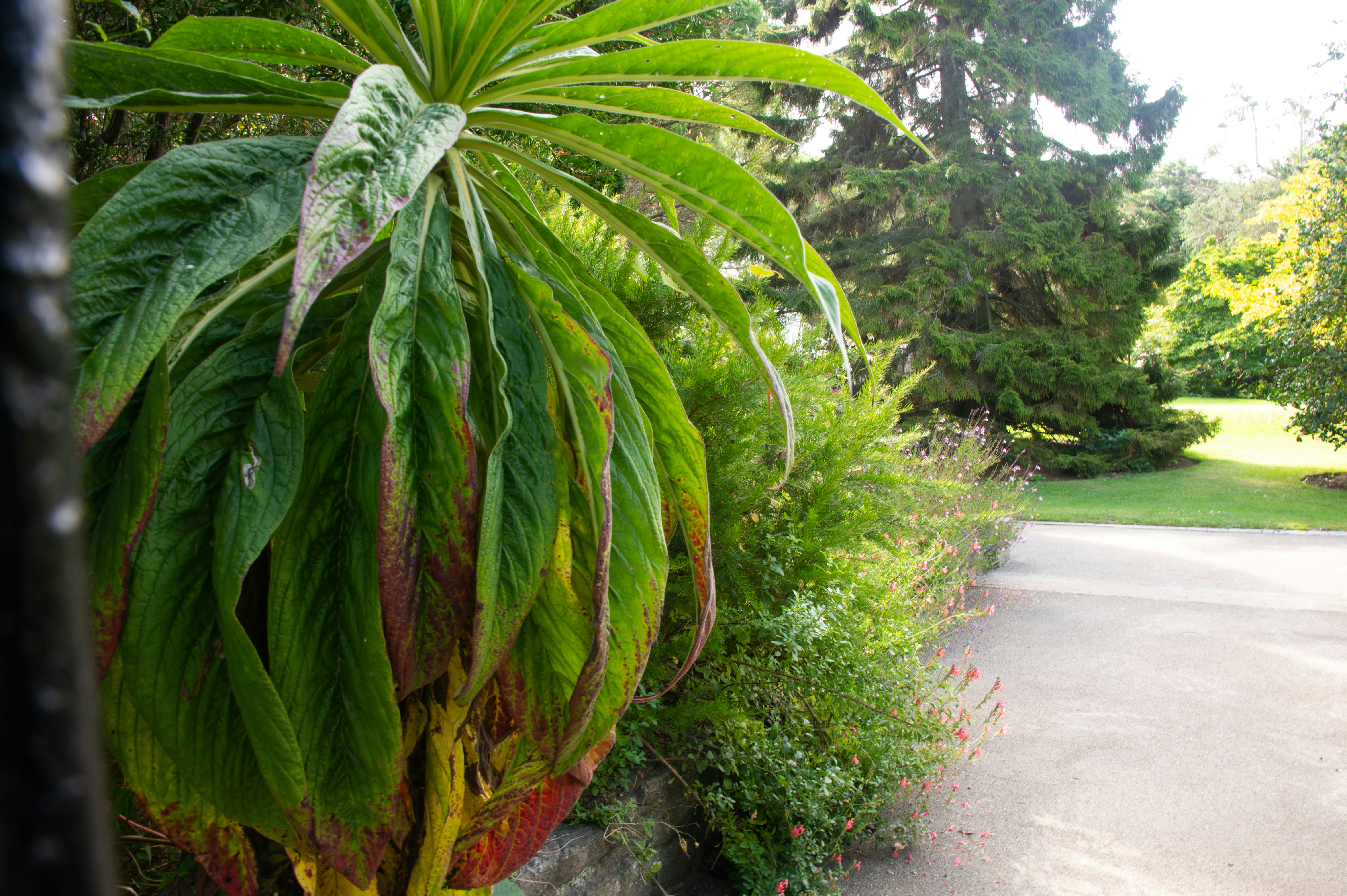 Close-up of a tropical plant with broad, glossy leaves framing a sunlit driveway and garden beyond in a natural photograph.