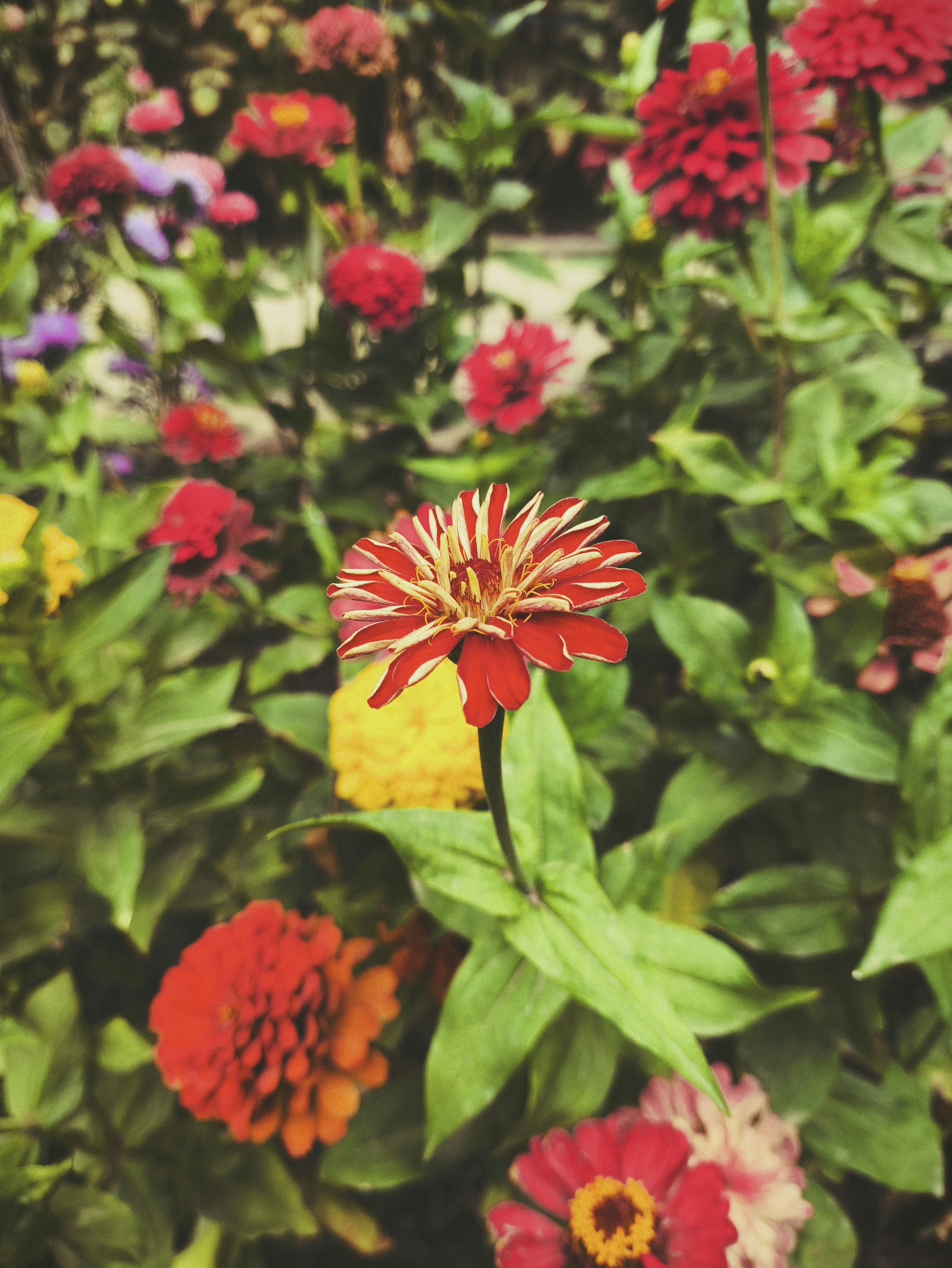 A vibrant zinnia flower stands out amongst others.
