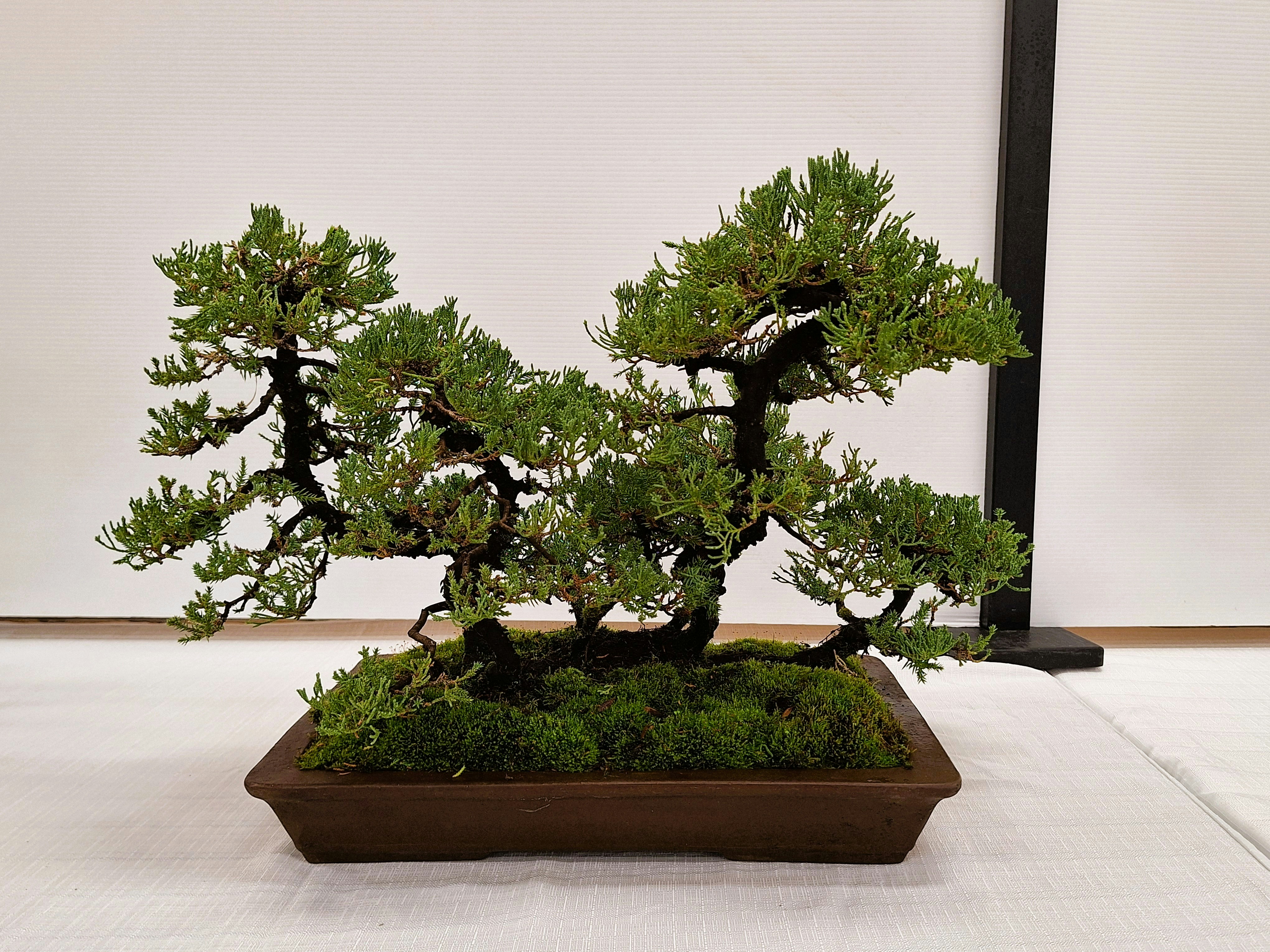 Two bonsai trees in a brown pot with moss.