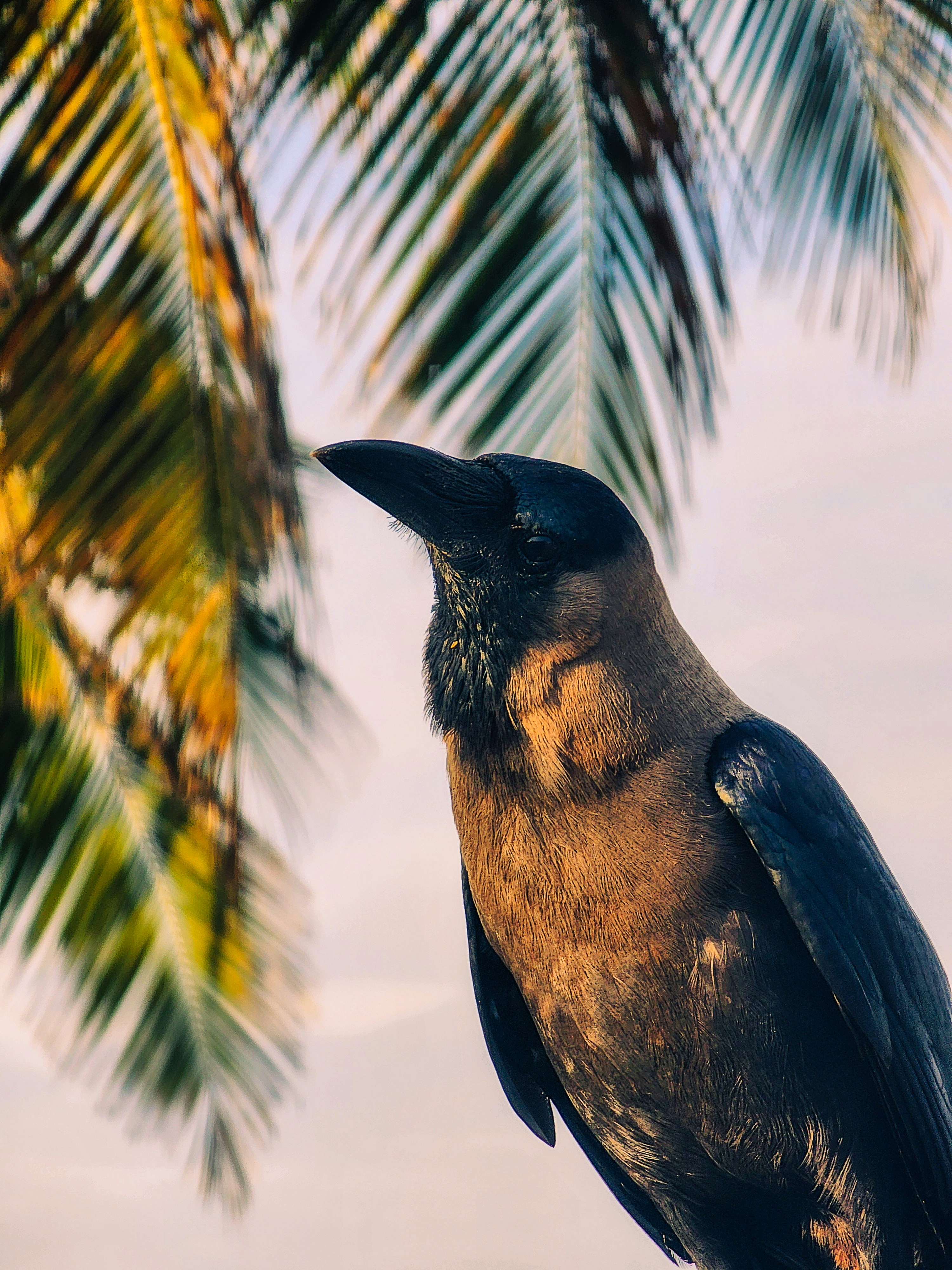 The Watchful Guardian Among the Palms