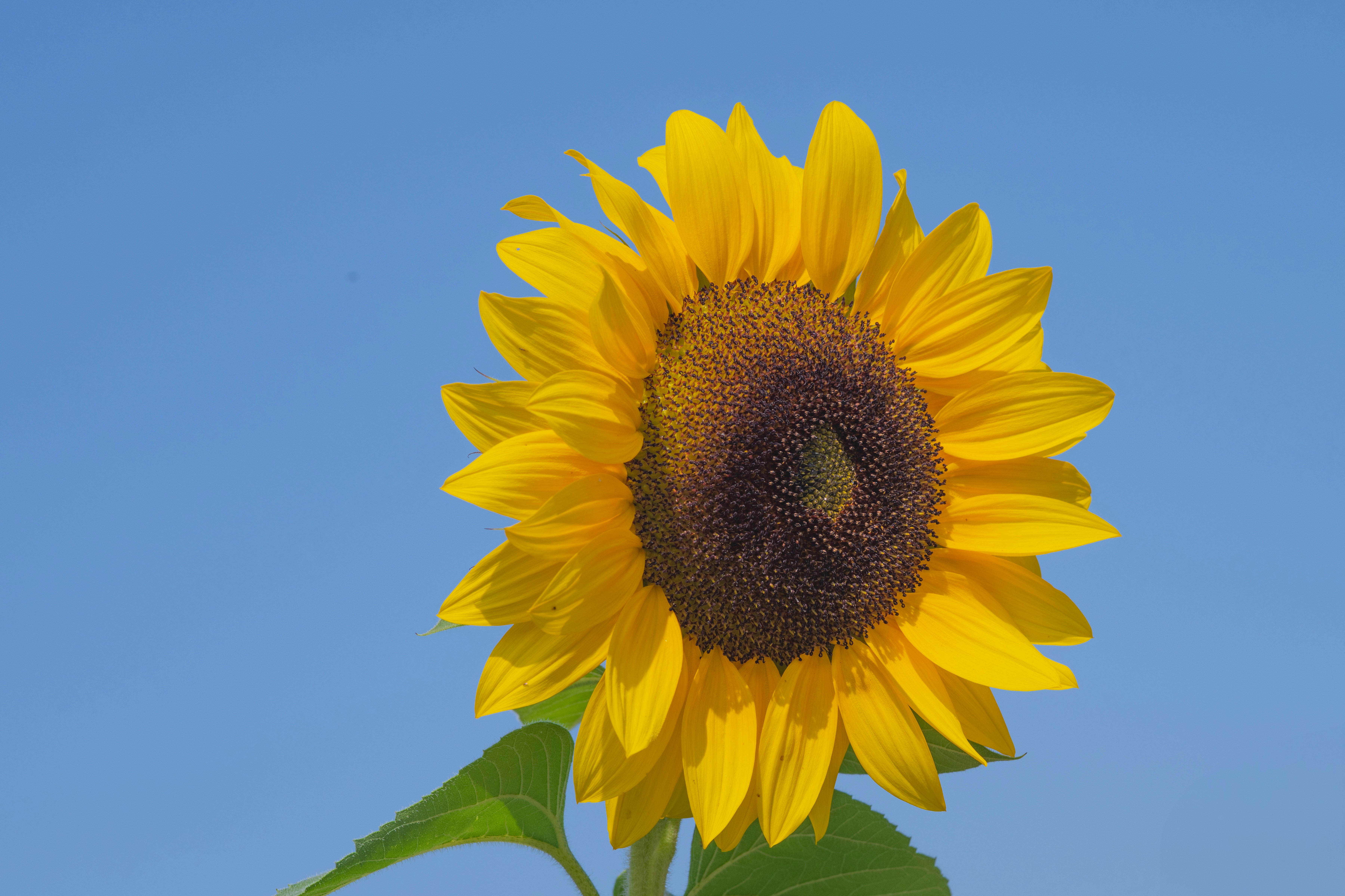 A bright yellow sunflower against a clear blue sky