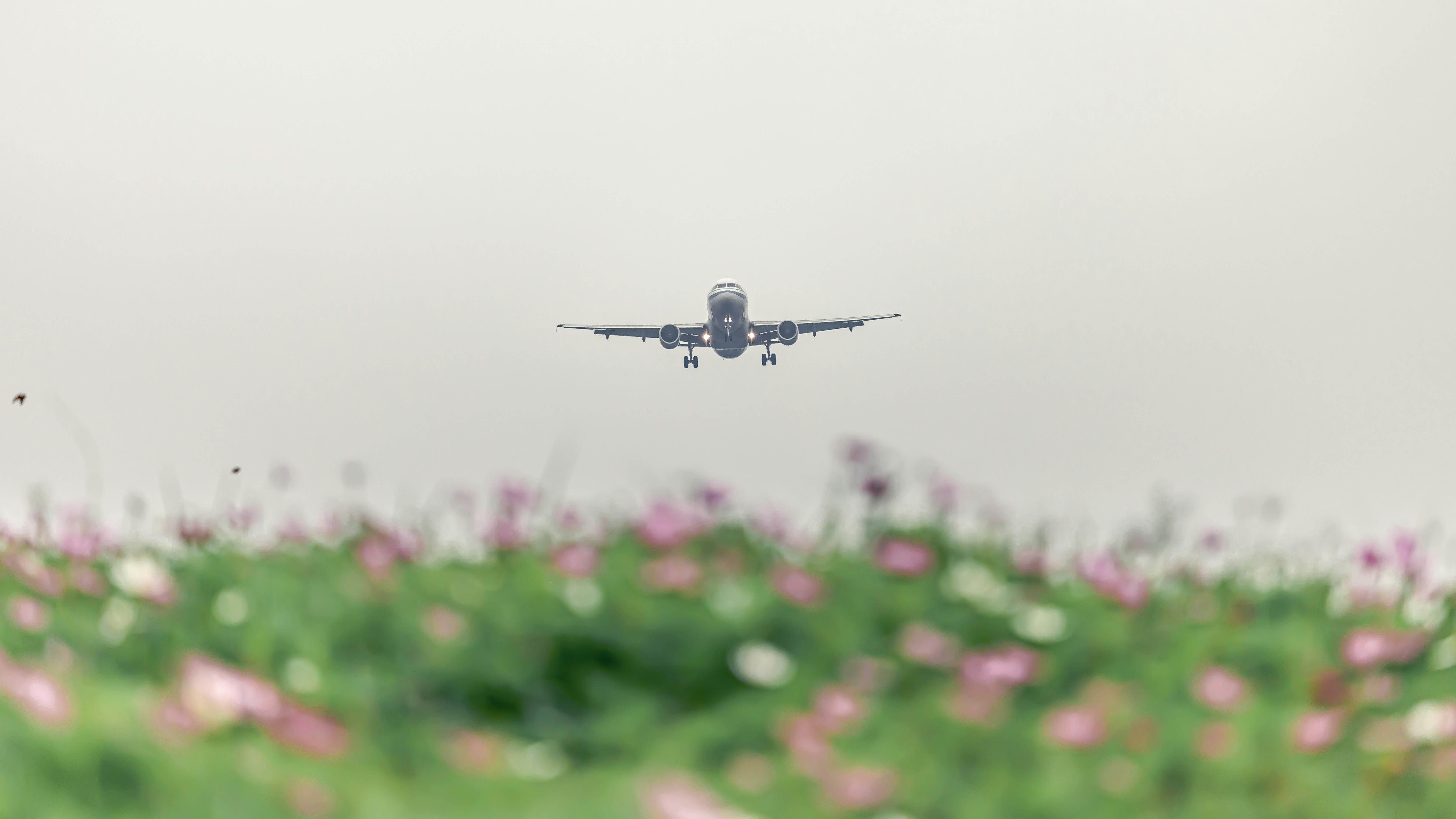 A commercial airplane approaching for landing with its landing gear down, captured from the front against a cloudy sky and blurred wildflowers in the foreground. | Airplane approaching over a field of flowers