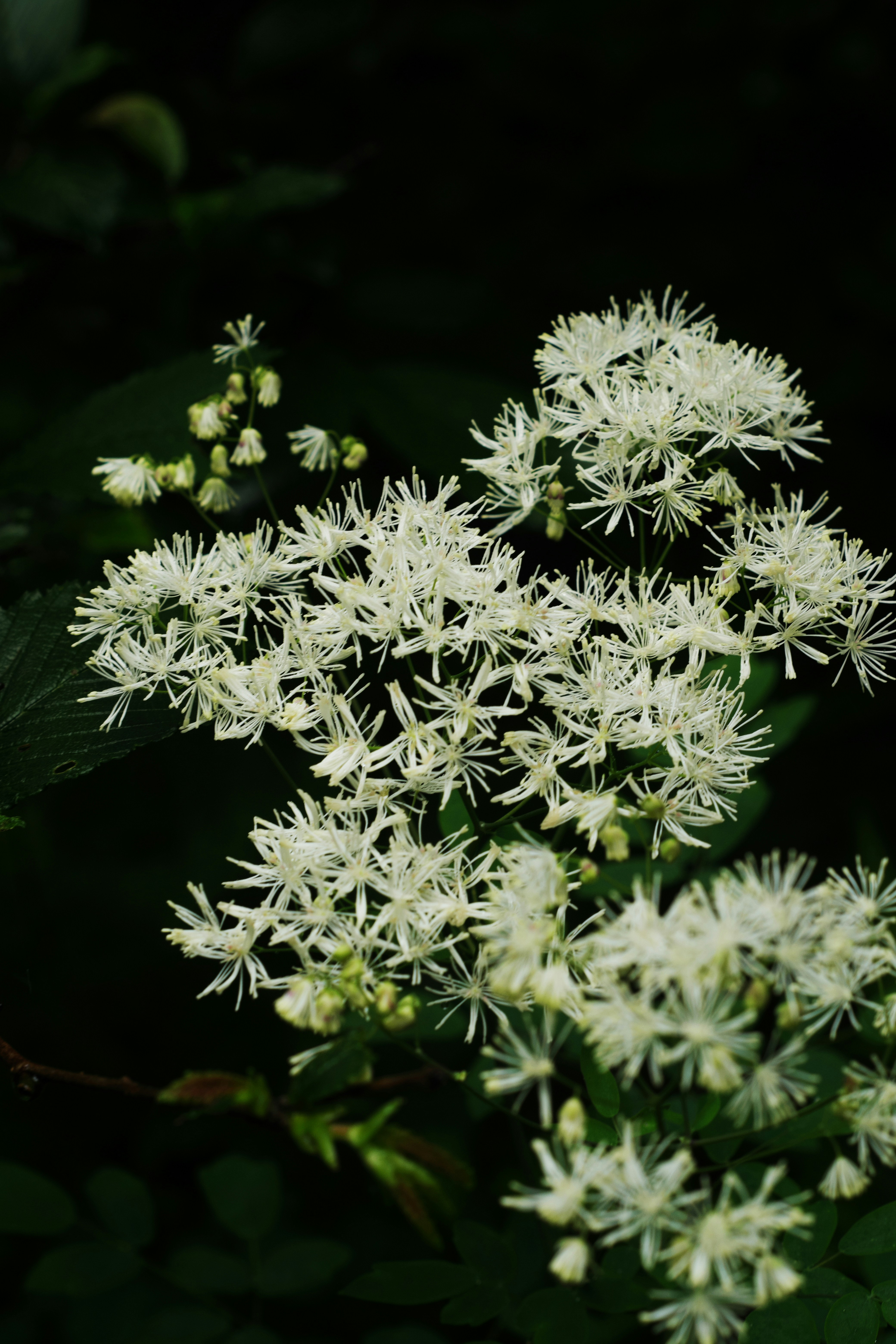 Whispers of Nature: The Delicate Dance of White Blossoms
