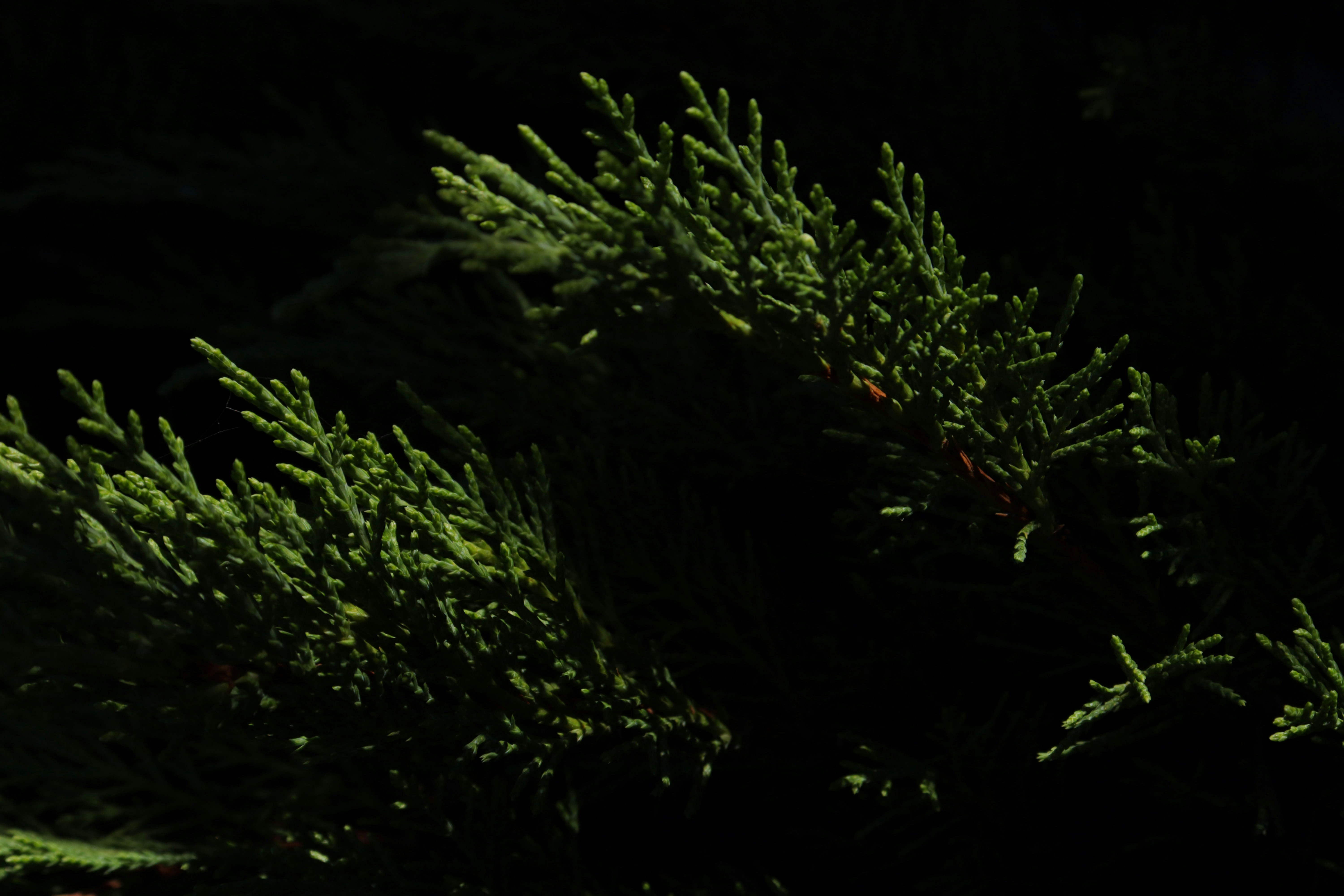 Close-up of green pine needles against dark background
