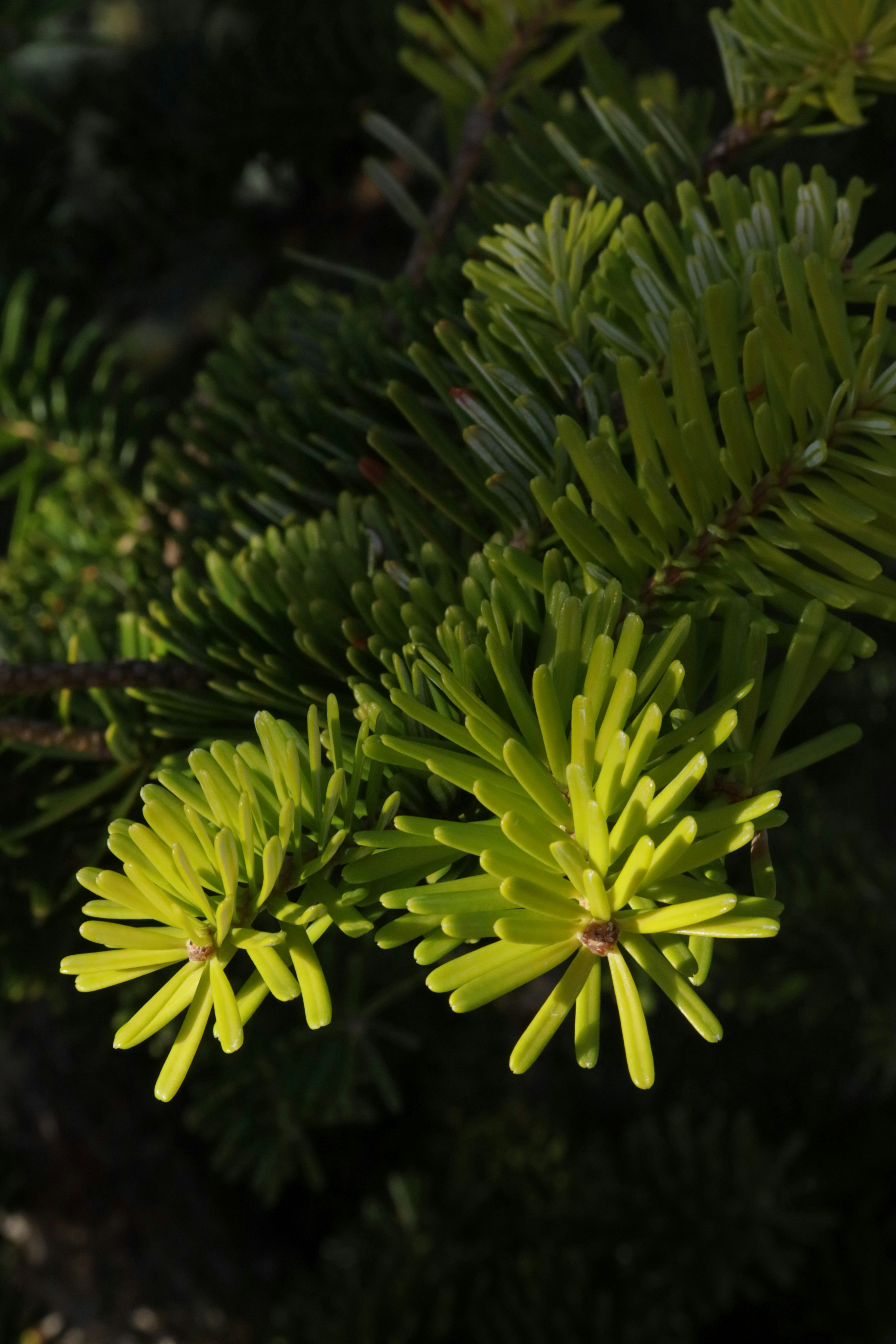 Close-up of bright green fir tree needles in sunlight